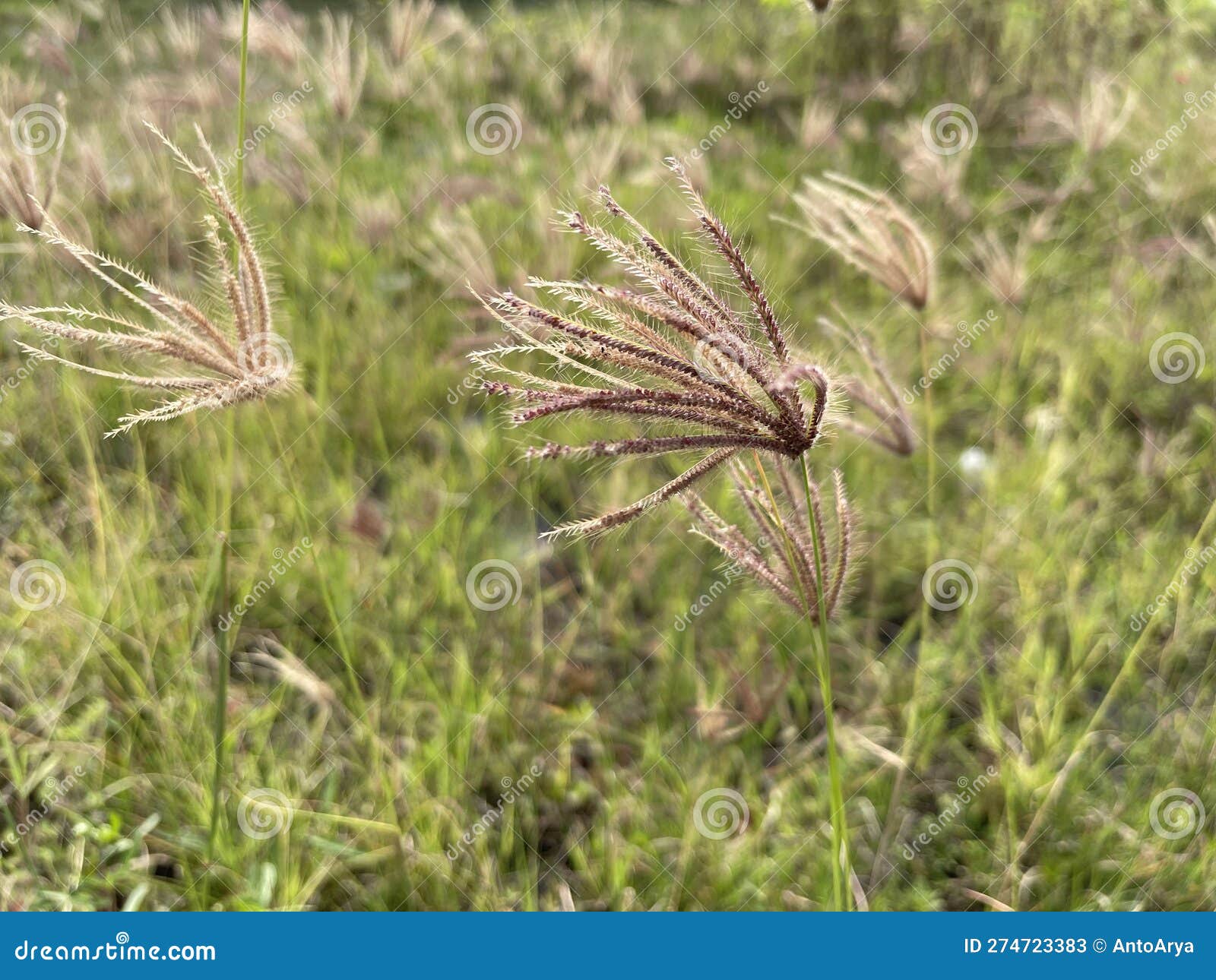 Grassy Flowers in the Meadow with Grassy Flower Stock Image - Image of ...