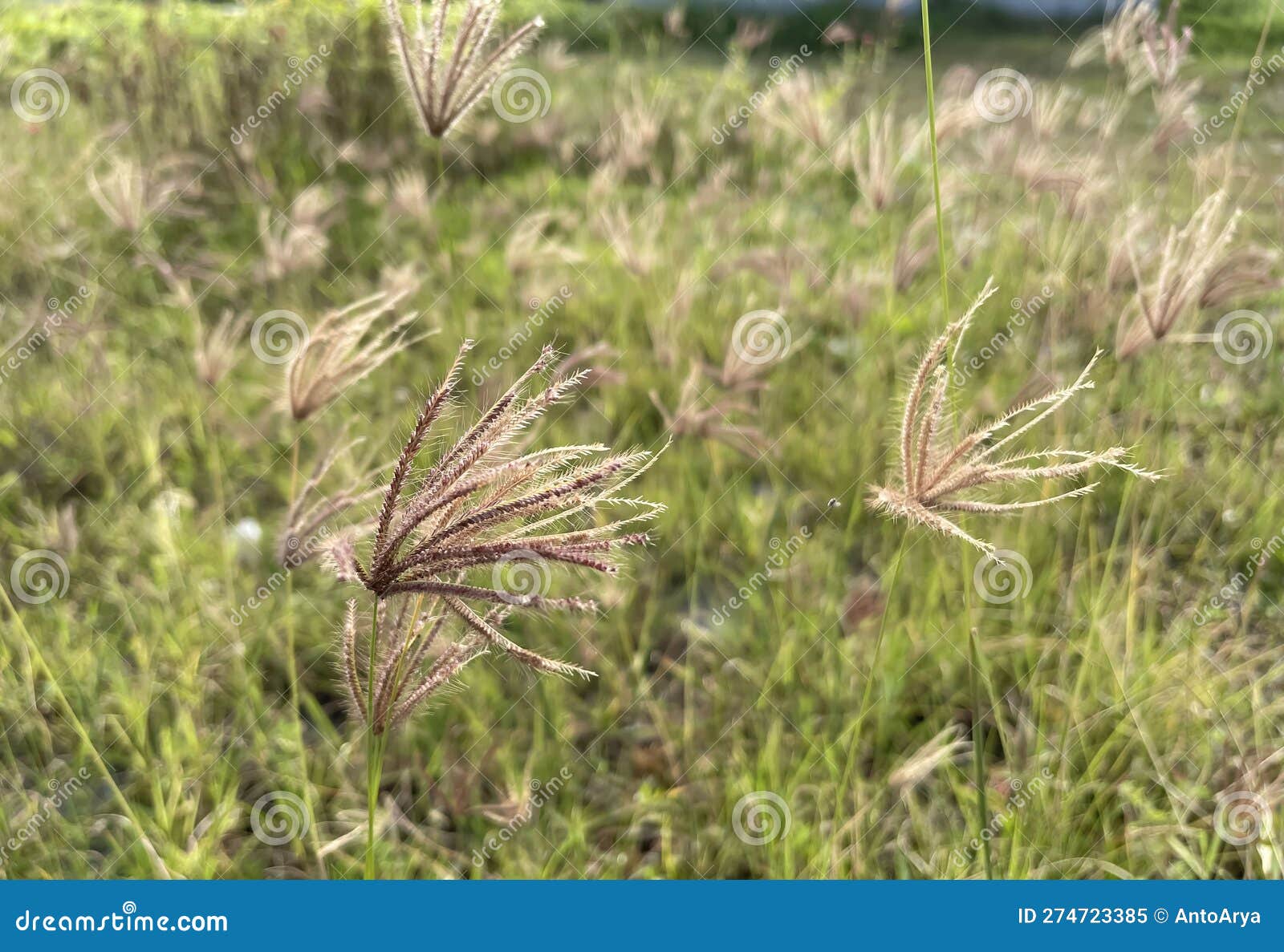 Grassy Flowers in the Meadow with Grassy Flower Stock Image - Image of ...