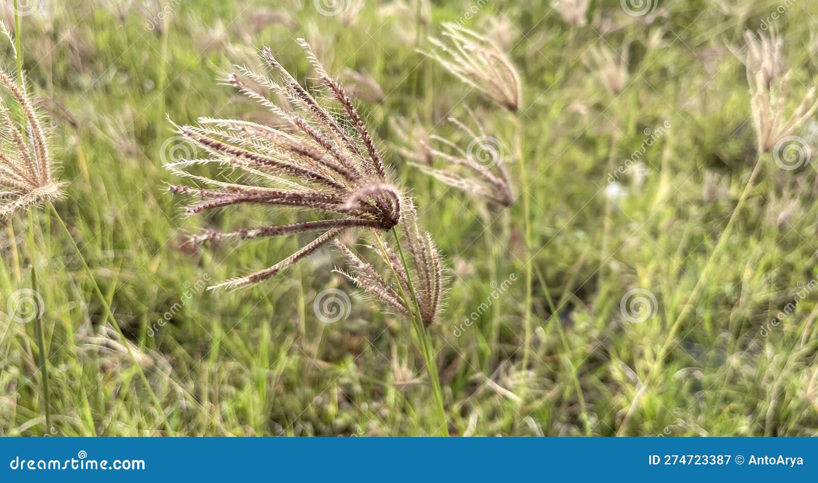 Grassy Flowers in the Meadow with Grassy Flower Stock Image - Image of ...