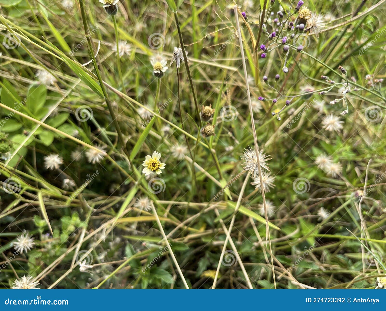 Grassy Flowers in the Meadow with Daisy Flower Stock Photo - Image of ...