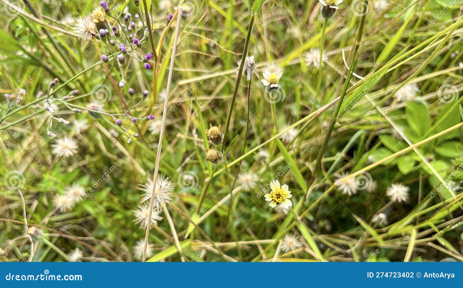 Grassy Flowers in the Meadow with Daisy Flower Stock Photo - Image of ...