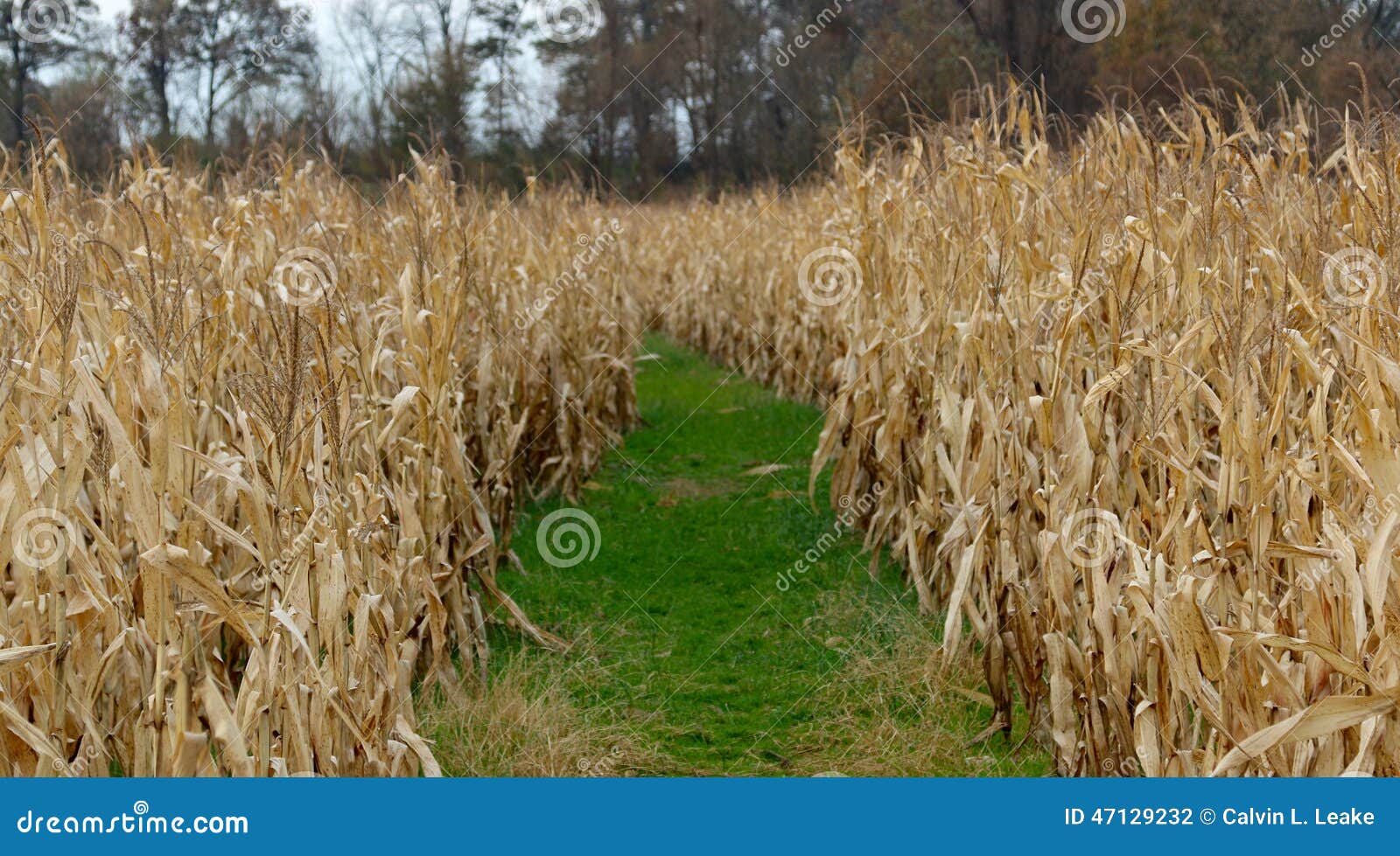 Grassy Foot Path through a Corn Field Stock Photo - Image of farming ...