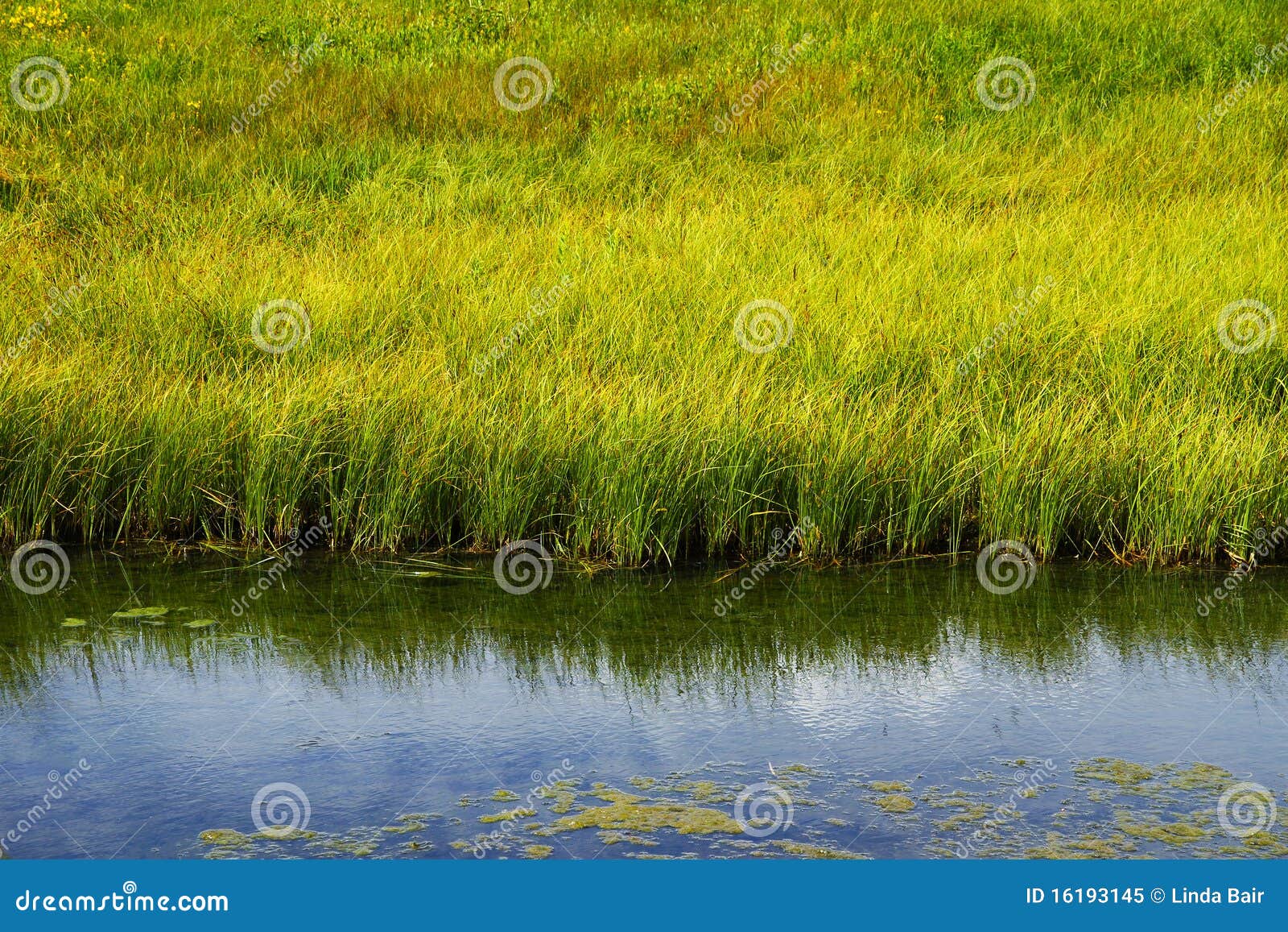 Grassy Freshwater Marsh stock image. Image of flora, lush - 16193145