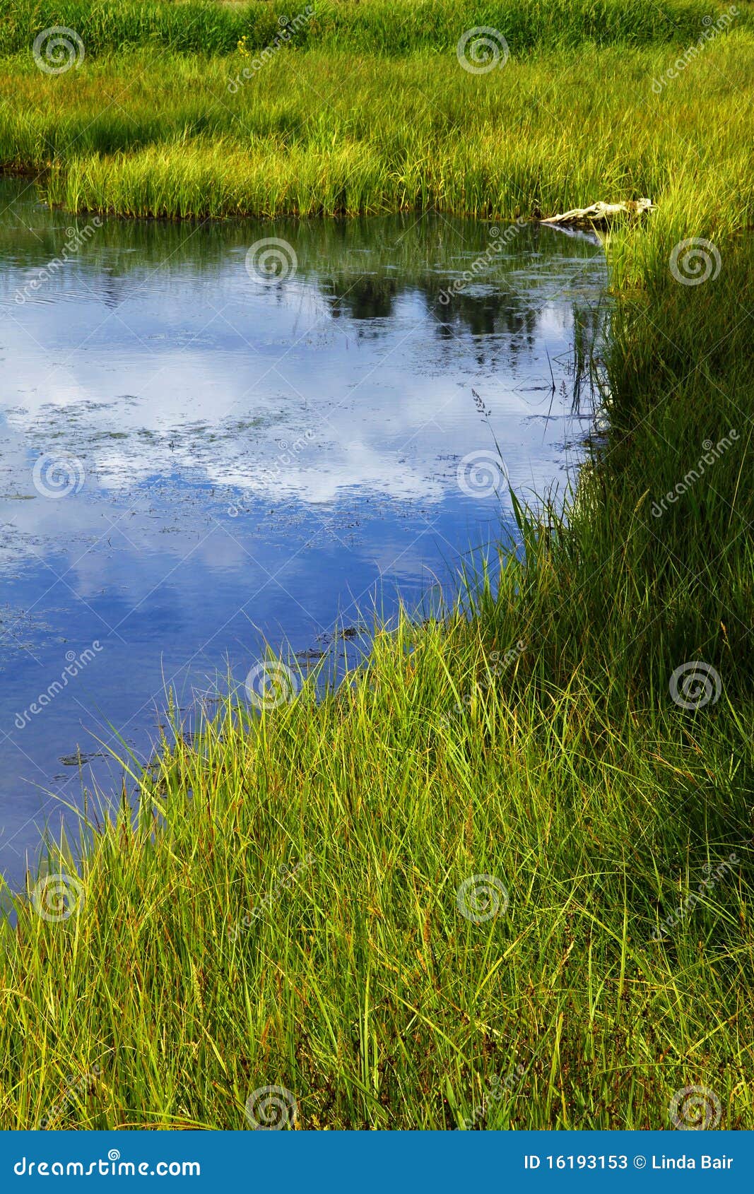 Grassy Freshwater Marsh stock image. Image of environmental - 16193153