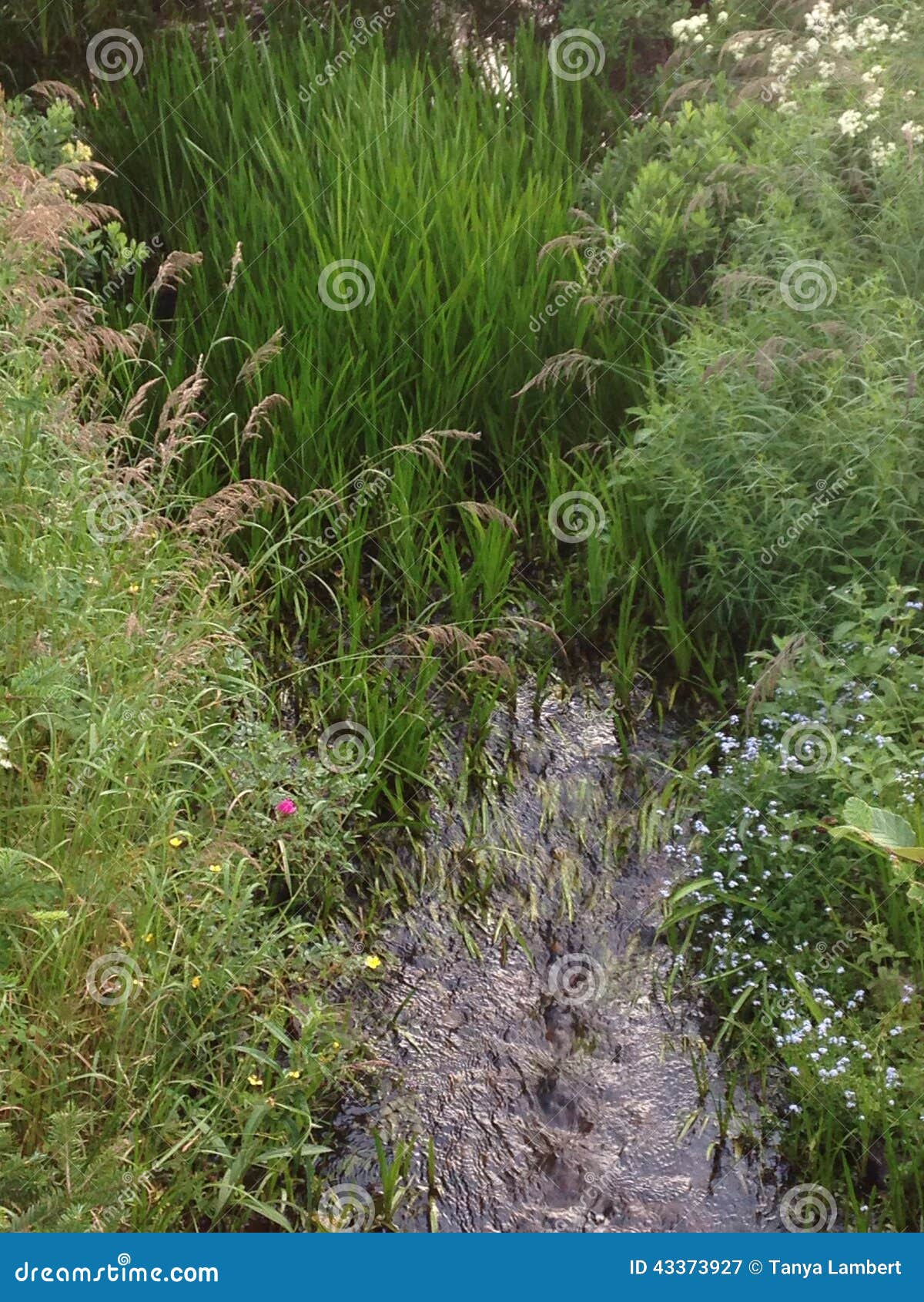 Grassy Green River Newfoundland Stock Image - Image of grassy ...