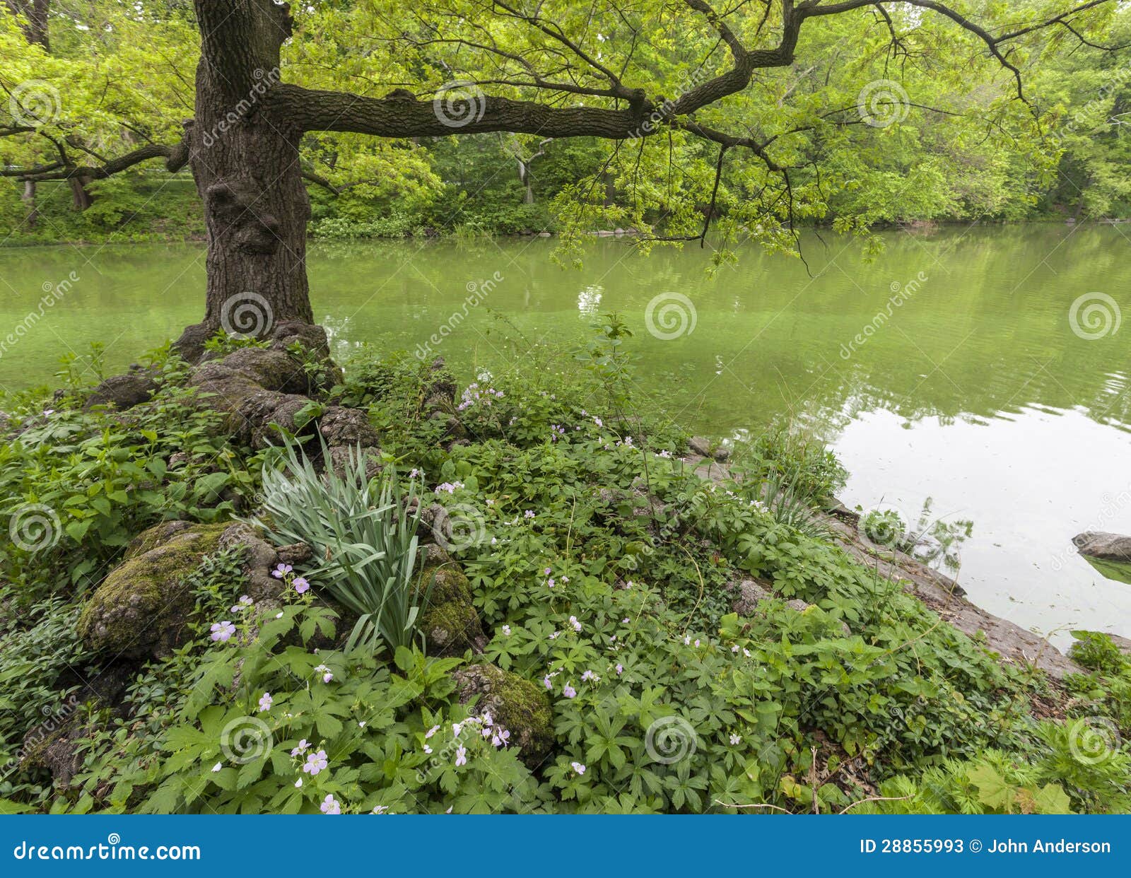 Grassy Knoll on Lake in Central Oark Stock Image - Image of lake, city ...