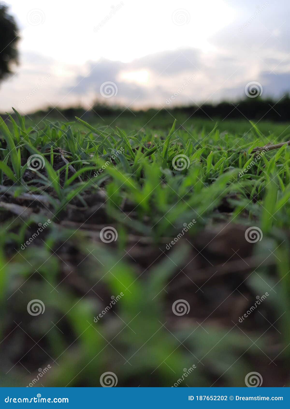 Grassy land image stock photo. Image of plant, sunlight - 187652202