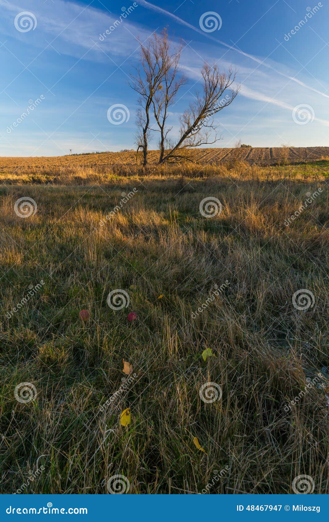 Grassy Landscape with Withered Tree Stock Image - Image of plain, dead ...
