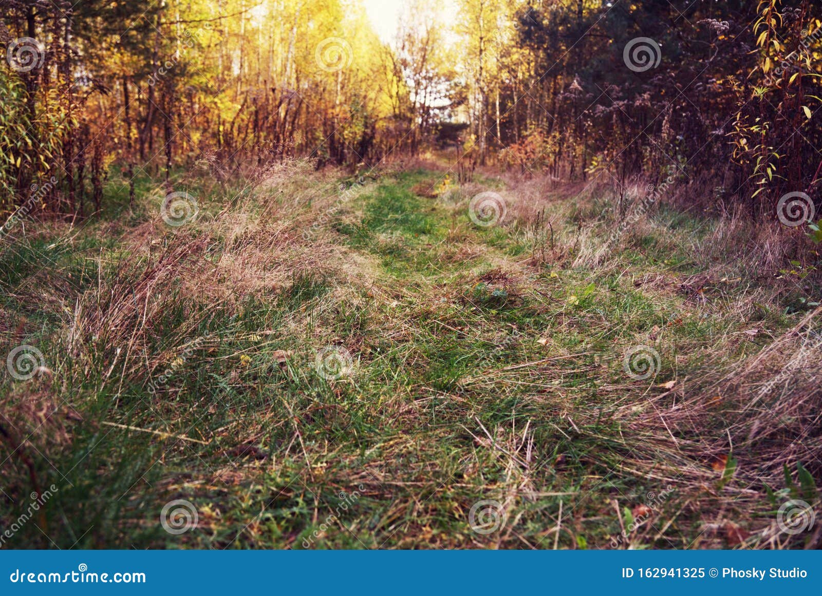 A Grassy Lane in Autumn Forest. Stock Image - Image of trail, forest ...
