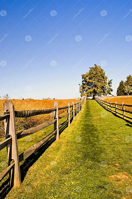 Grassy Lane on a Fall Afternoon Stock Photo - Image of grass, shining ...