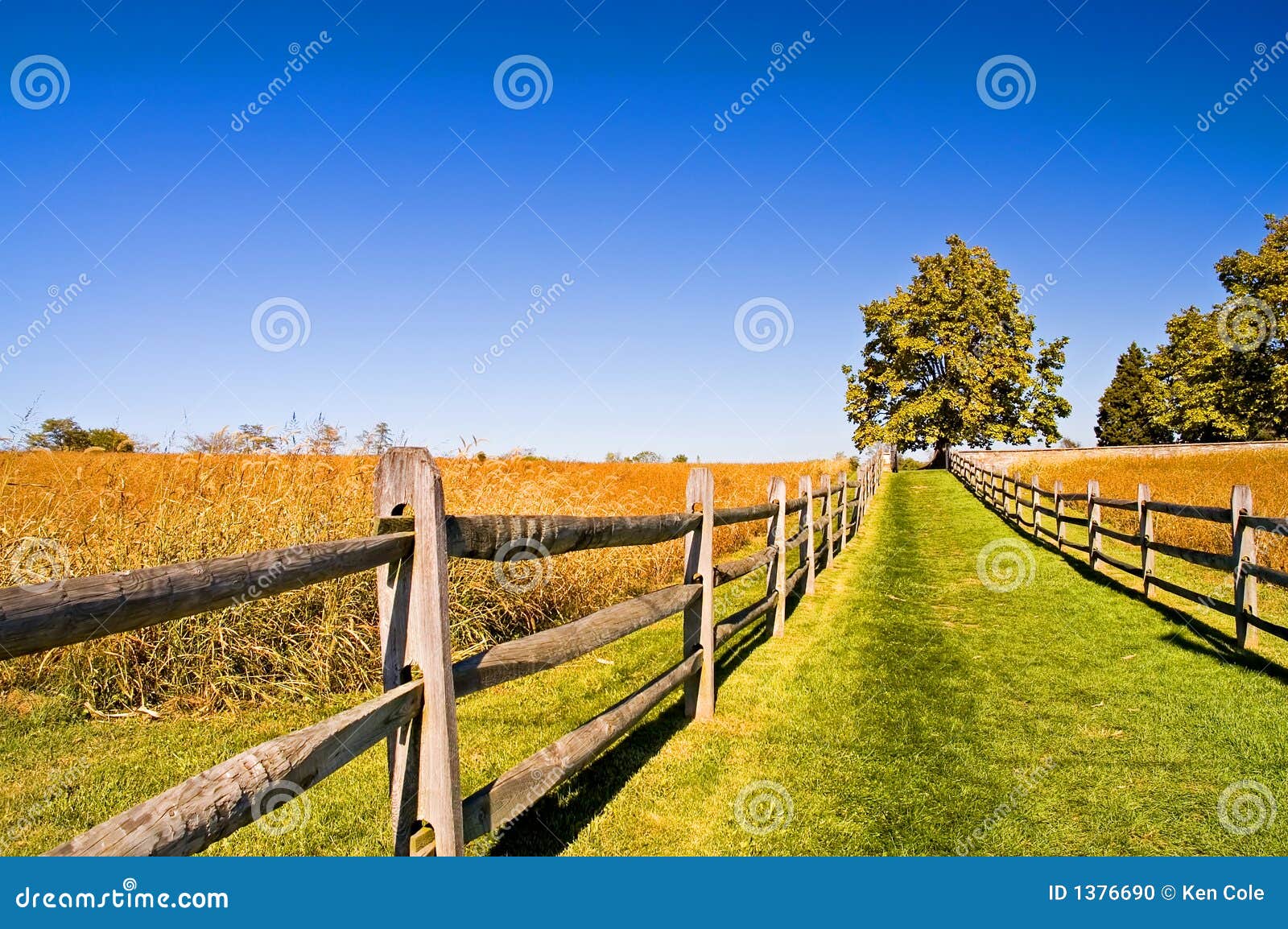 Grassy Lane on a Fall Afternoon - 2 Stock Photo - Image of path, autumn ...