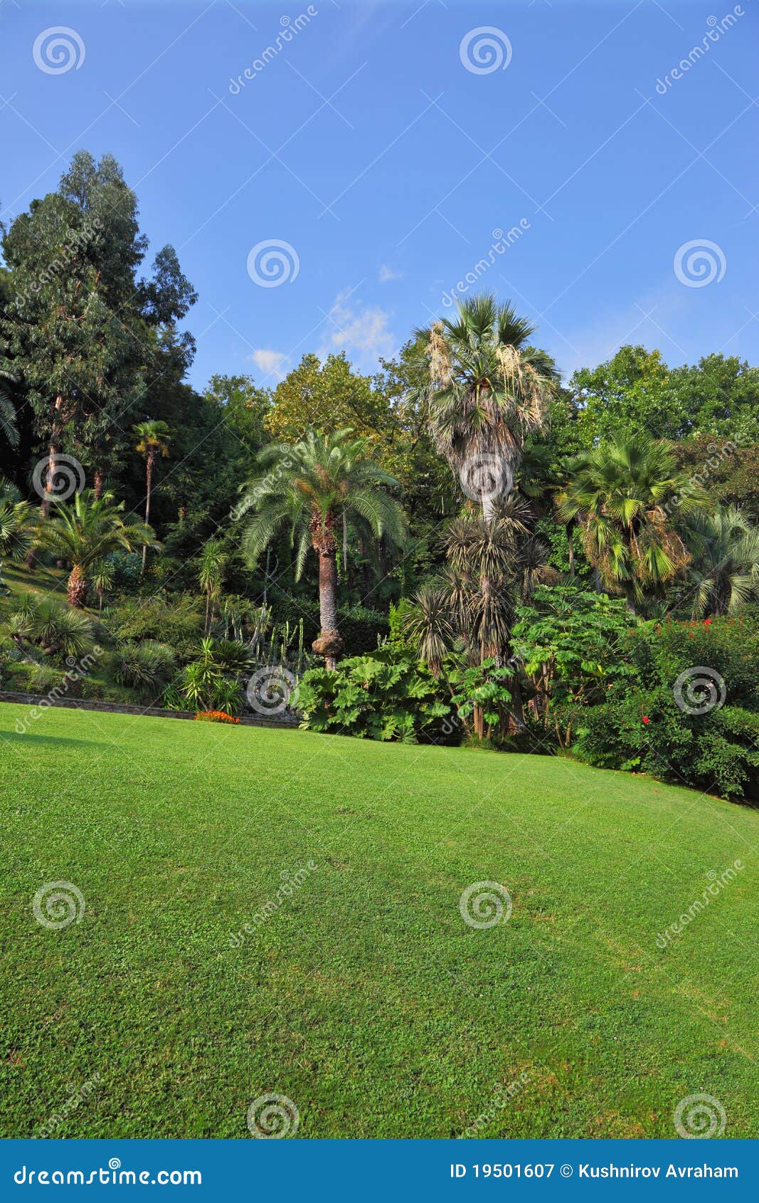 The grassy lawn stock image. Image of foliage, ornamental - 19501607