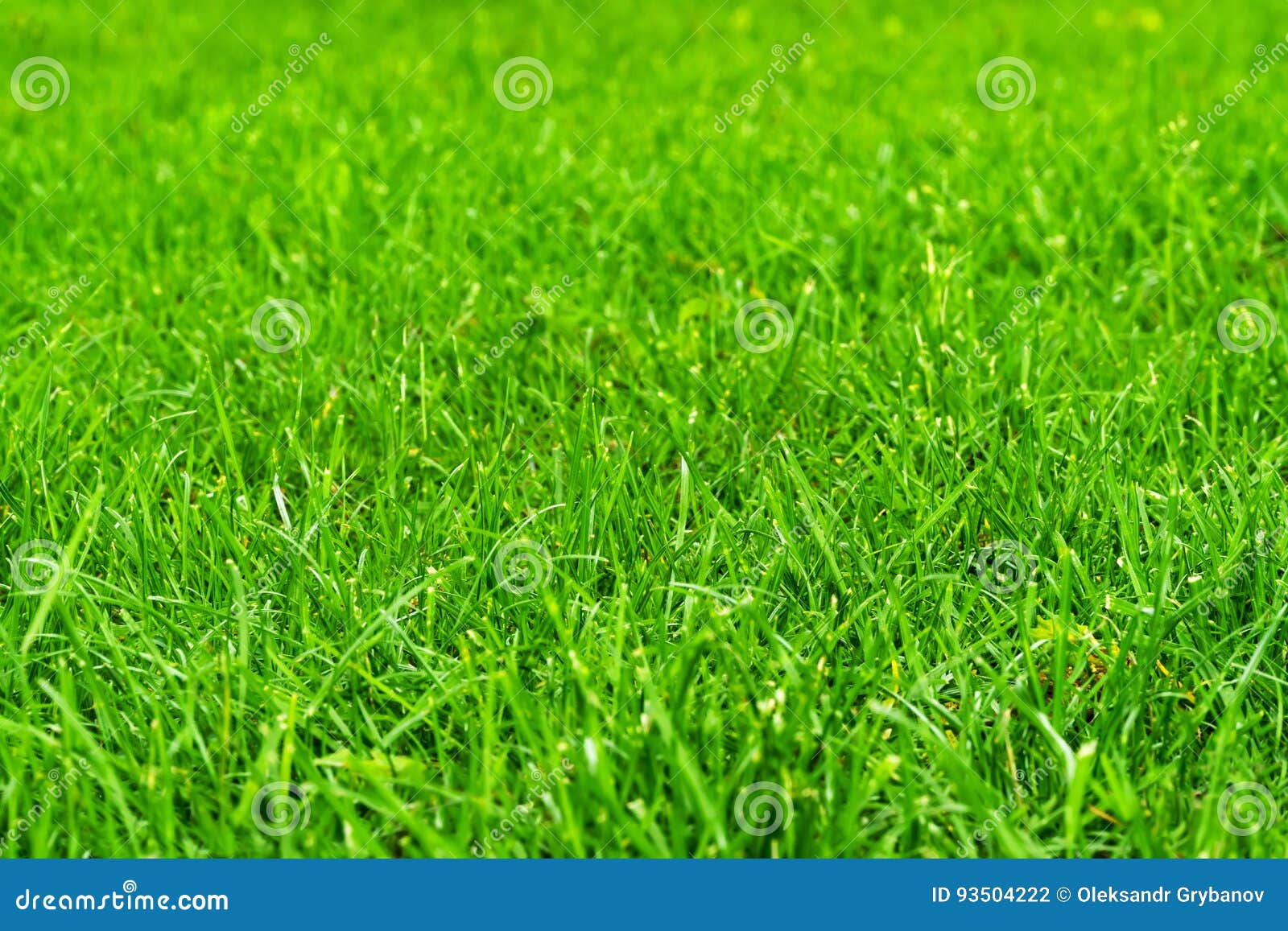 Grassy Lawn As a Background Stock Photo - Image of court, grow: 93504222