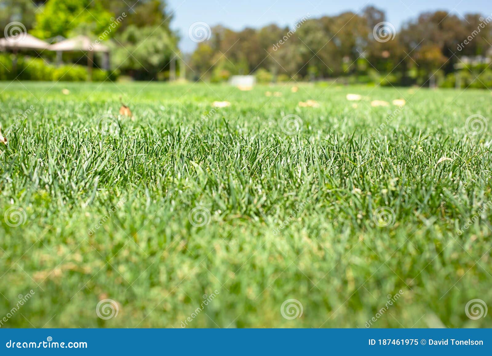 Grassy lawn stock image. Image of ground, sports, outside - 187461975