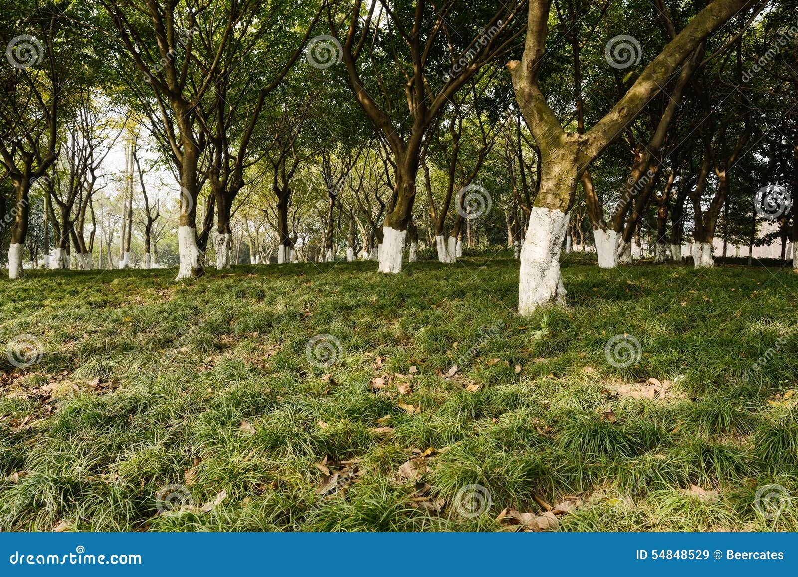 Grassy Lawn in Shady Woods on Sunny Day Stock Image - Image of tree ...