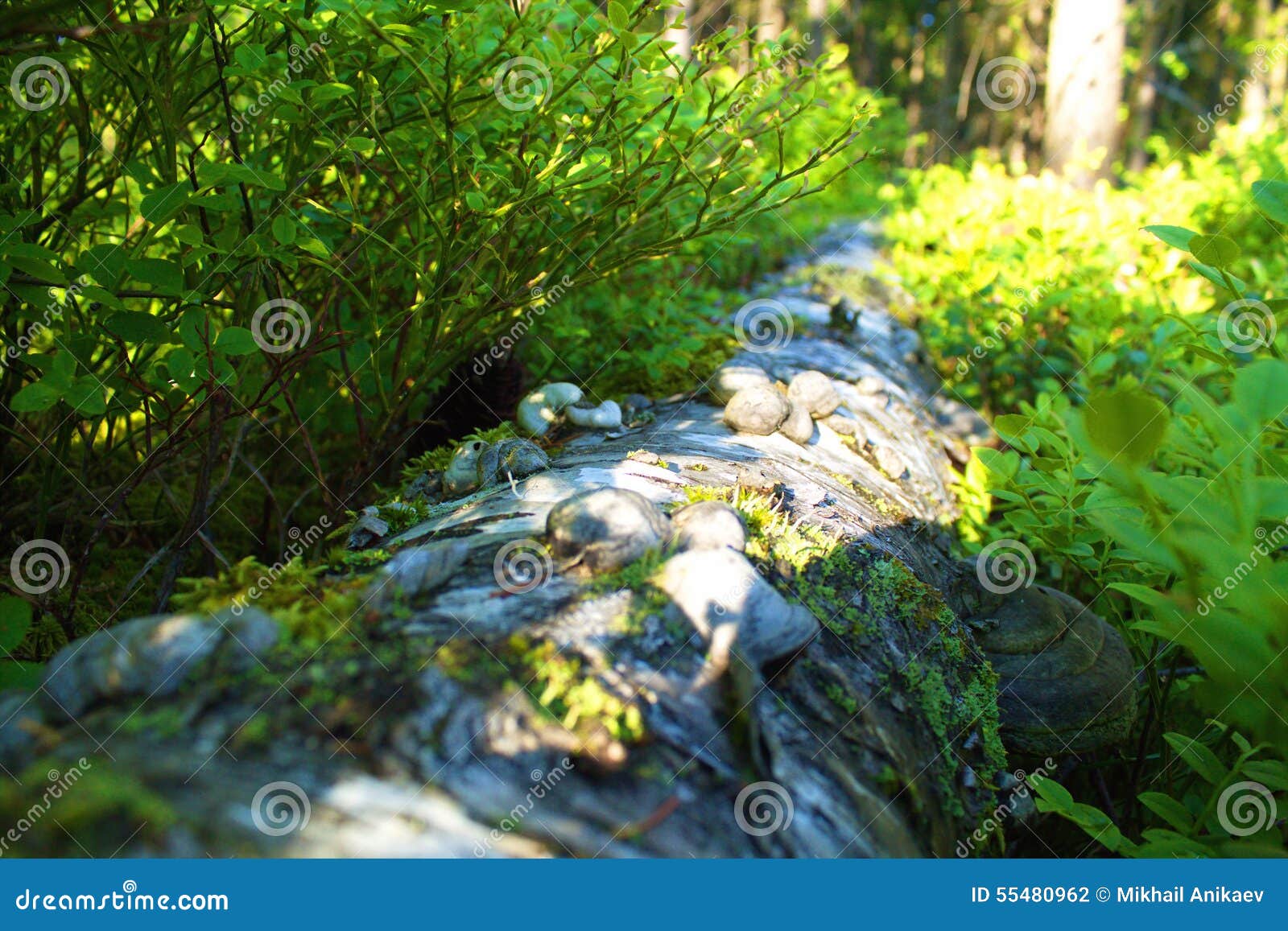 Grassy Log in the Russian Forest with Sponks Stock Photo - Image of ...