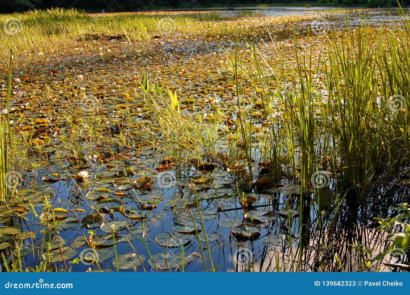 Grassy marsh stock image. Image of yellow, countryside - 139682323