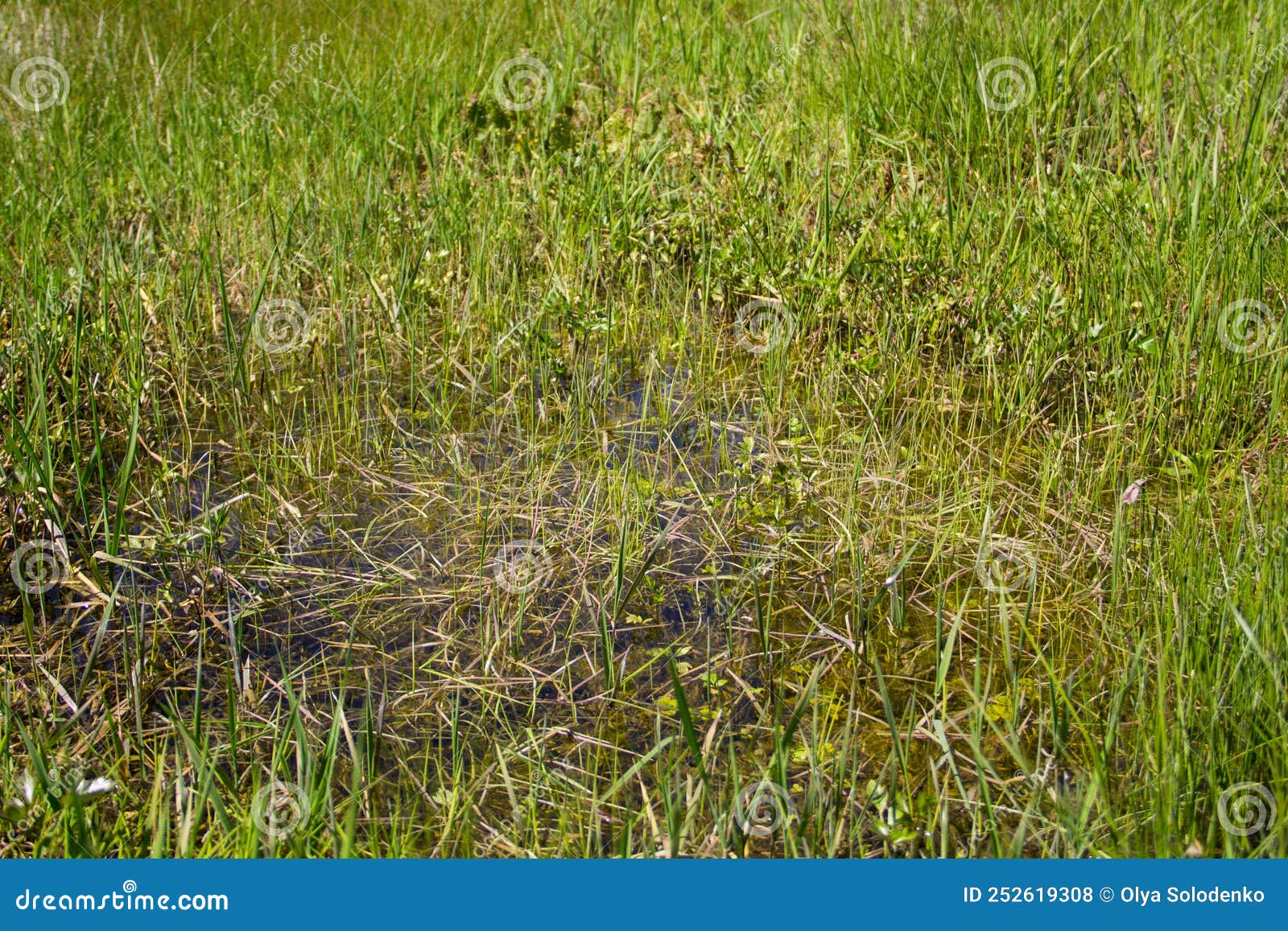Grassy Marshland with Standing Water Stock Photo - Image of foliage ...