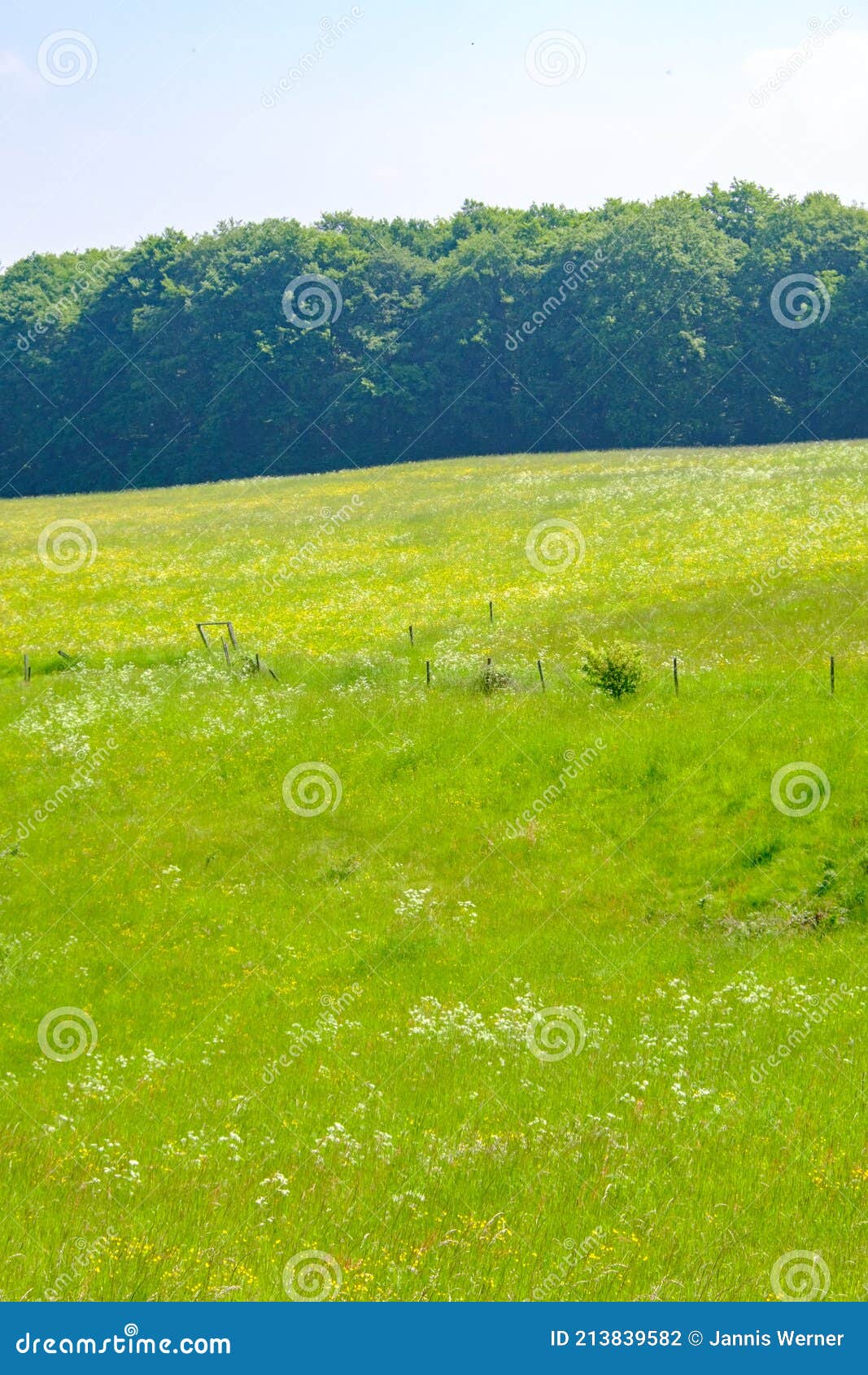 Grassy meadows stock photo. Image of nature, landscape - 213839582
