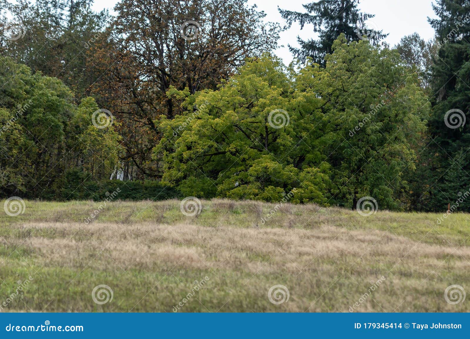 The Grassy Park Hills and Forest Edge Stock Photo - Image of deciduous ...