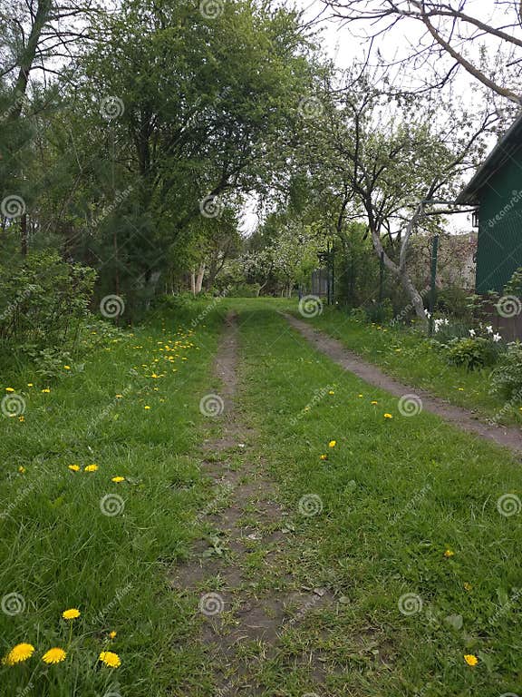 Grassy path! stock image. Image of grassy, path, green - 70939807