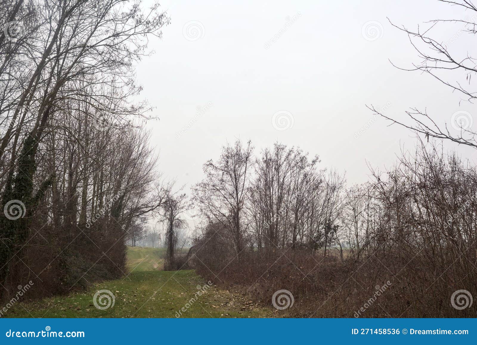 Grassy Path in a Grove that Borders an Embankment on a Cloudy Day in ...