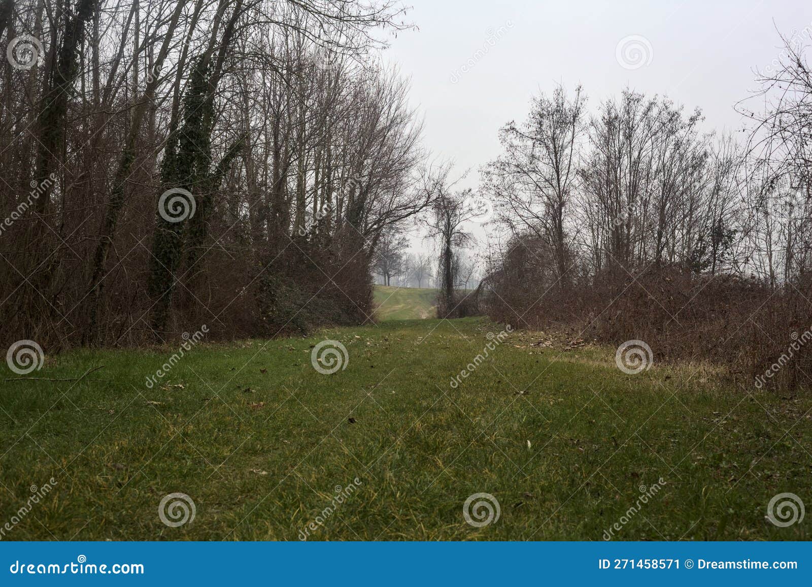 Grassy Path in a Grove that Borders an Embankment on a Cloudy Day in ...