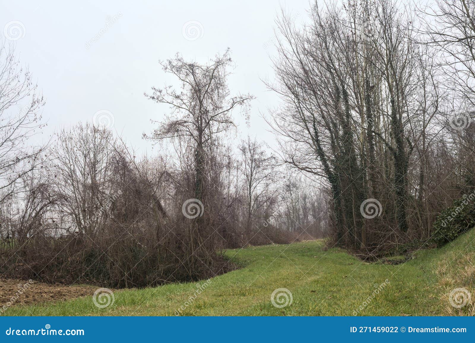 Grassy Path in a Grove that Borders an Embankment on a Cloudy Day in ...