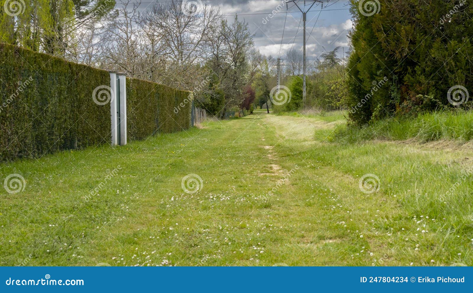 Grassy Path, Hedge on the Side and Tree in the Distance, on a Cloudy ...