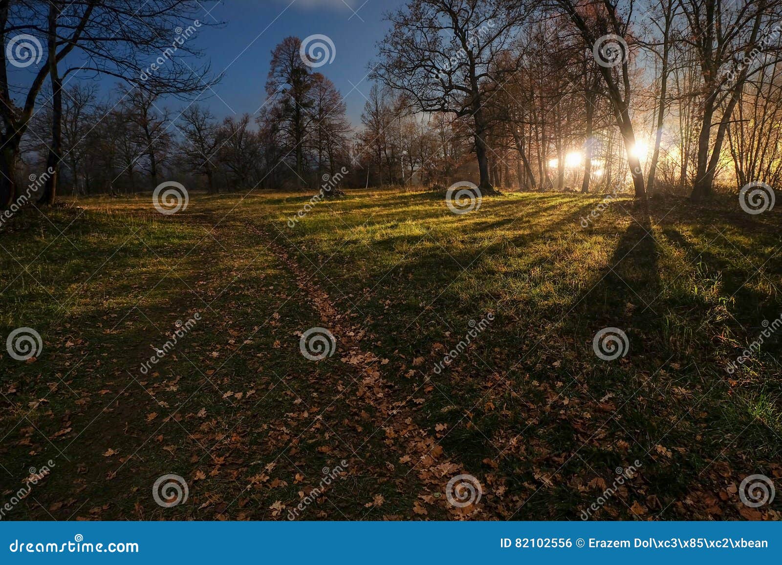 Grassy Path at Night with Light Coming through Trees Stock Photo ...