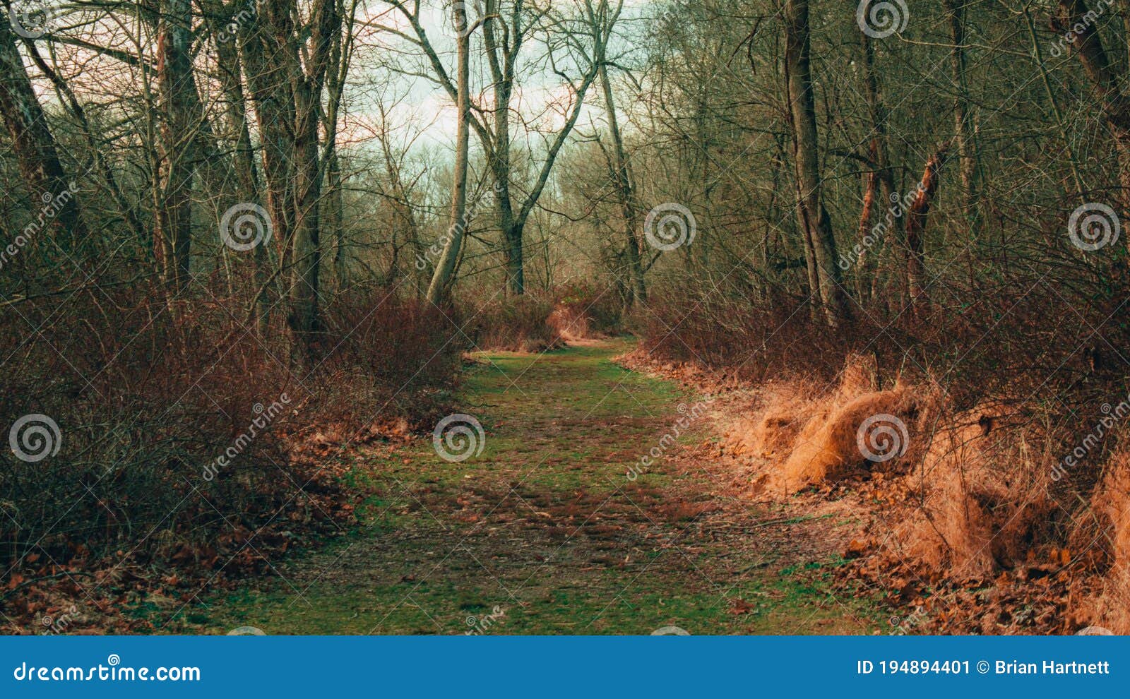 A Grassy Path Overgrown Path Covered in Foliage in a Winter Forest ...