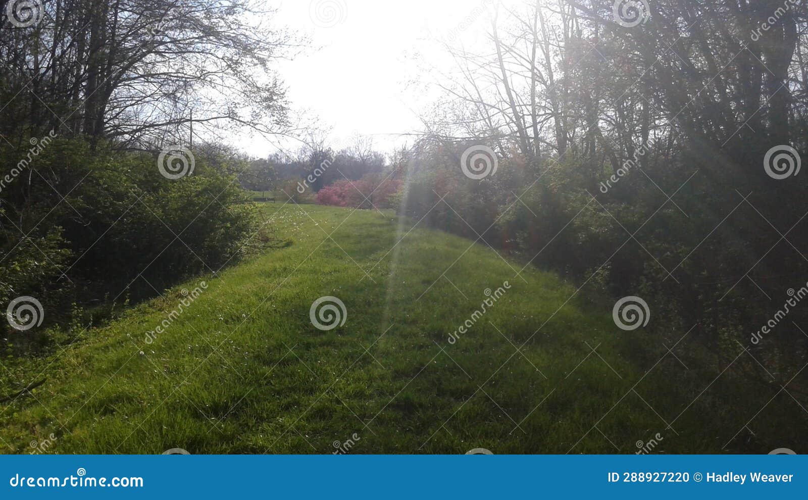 Grassy Path between the Trees Stock Photo - Image of background, path ...