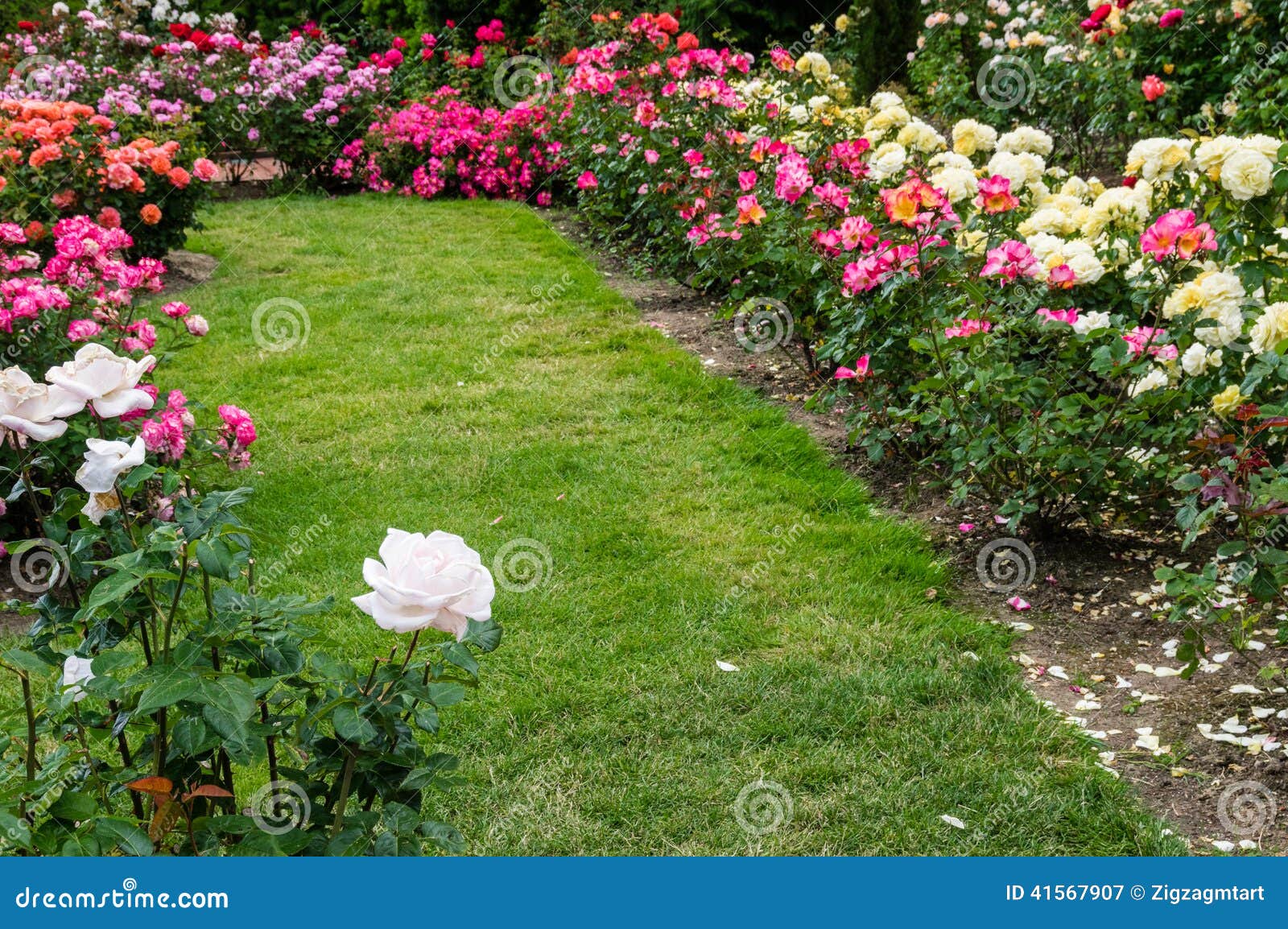 Grassy Pathway through a Rose Garden Stock Image - Image of lawn, park ...