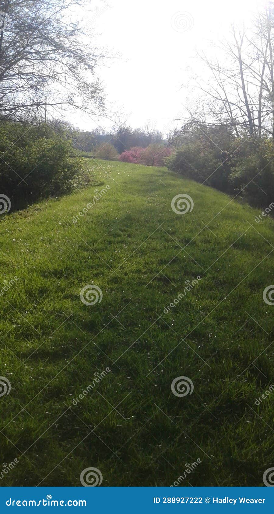 Grassy Path between the Trees Stock Photo - Image of clear, pathway ...