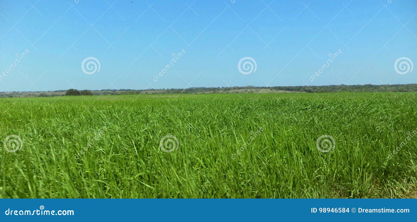 Pasto Verde Royalty-Free Stock Photography | CartoonDealer.com #94025741