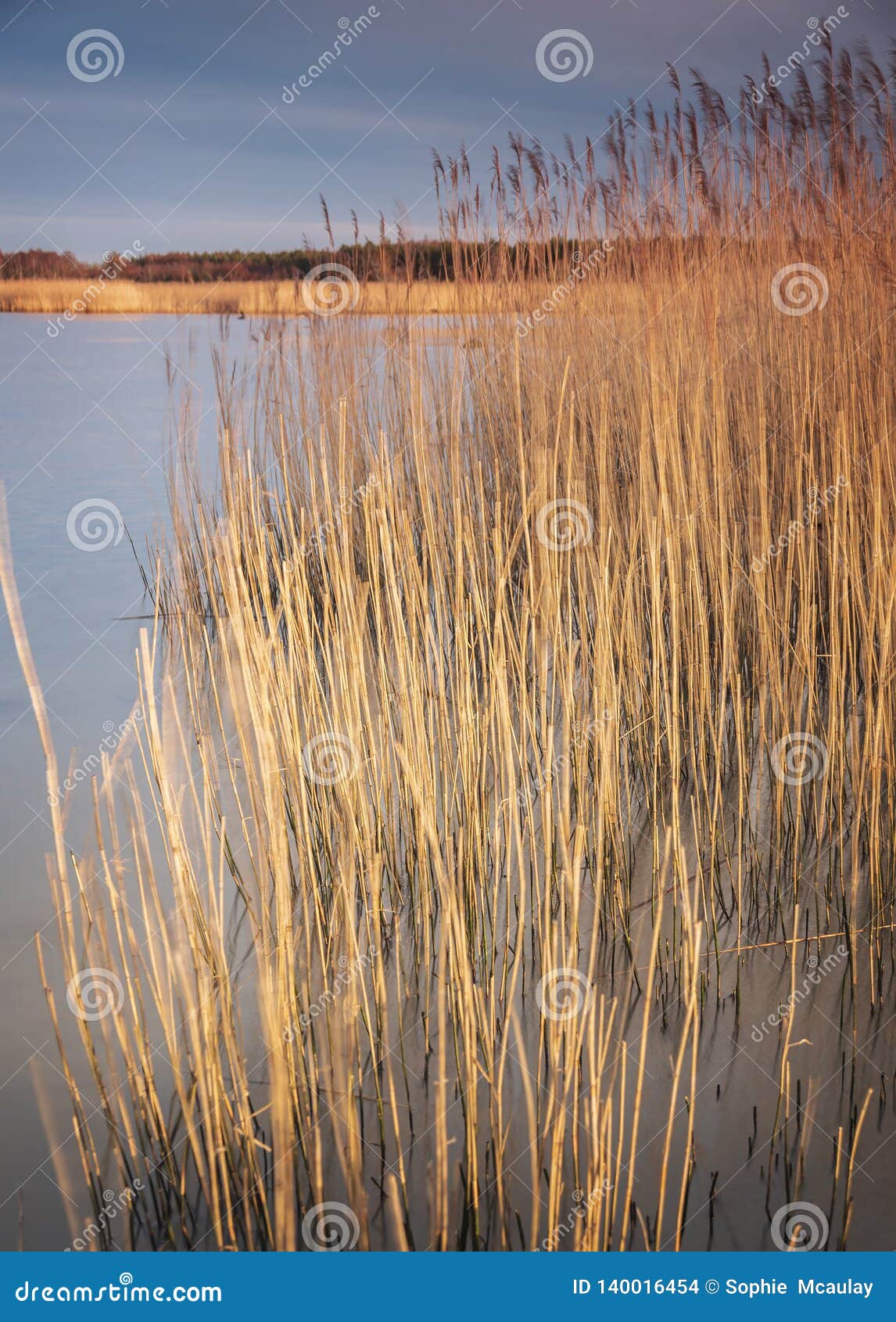 Grassy reeds seaside stock photo. Image of blade, growth - 140016454