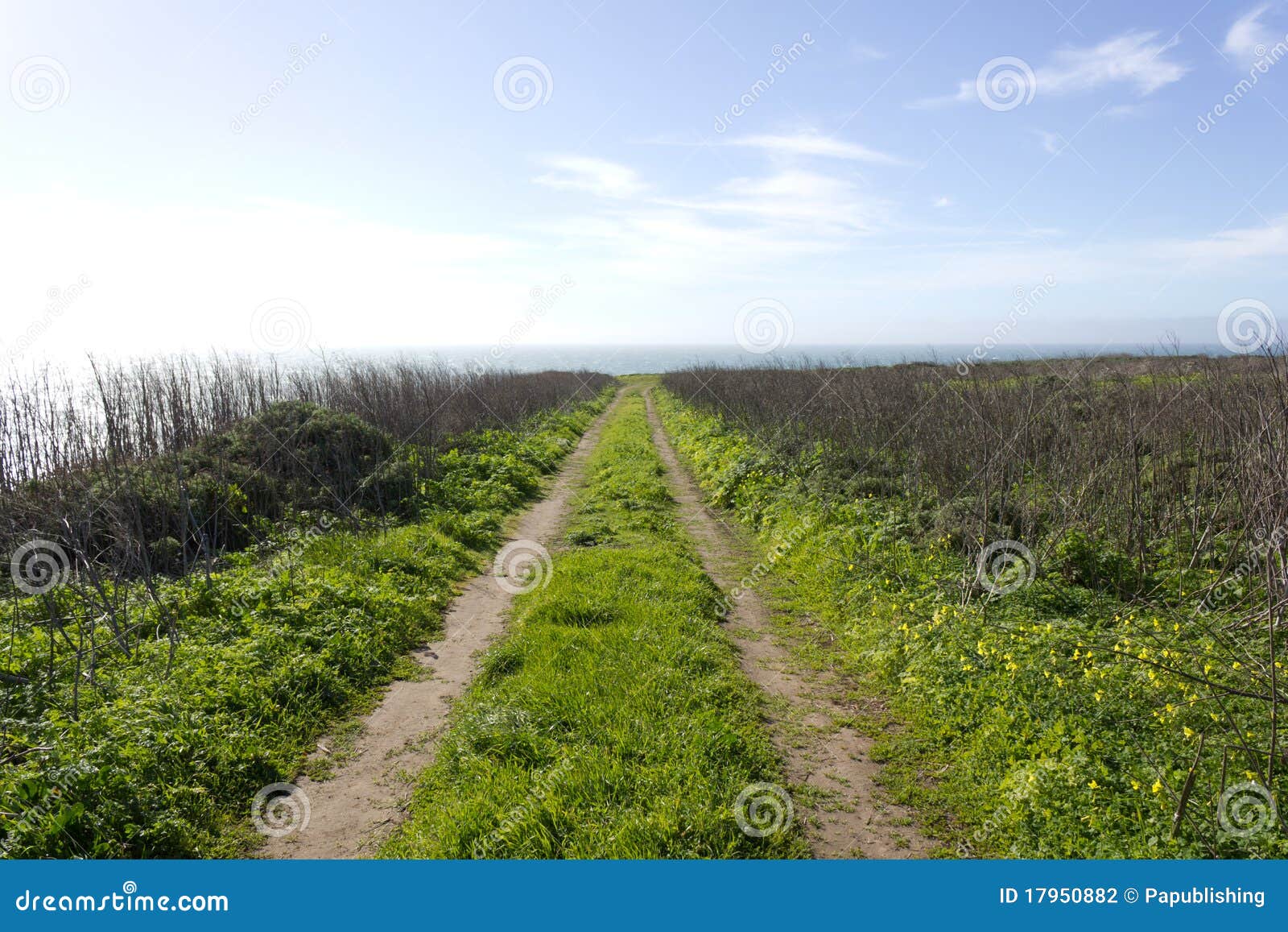Grassy-Road stock photo. Image of nature, flower, yellow - 17950882