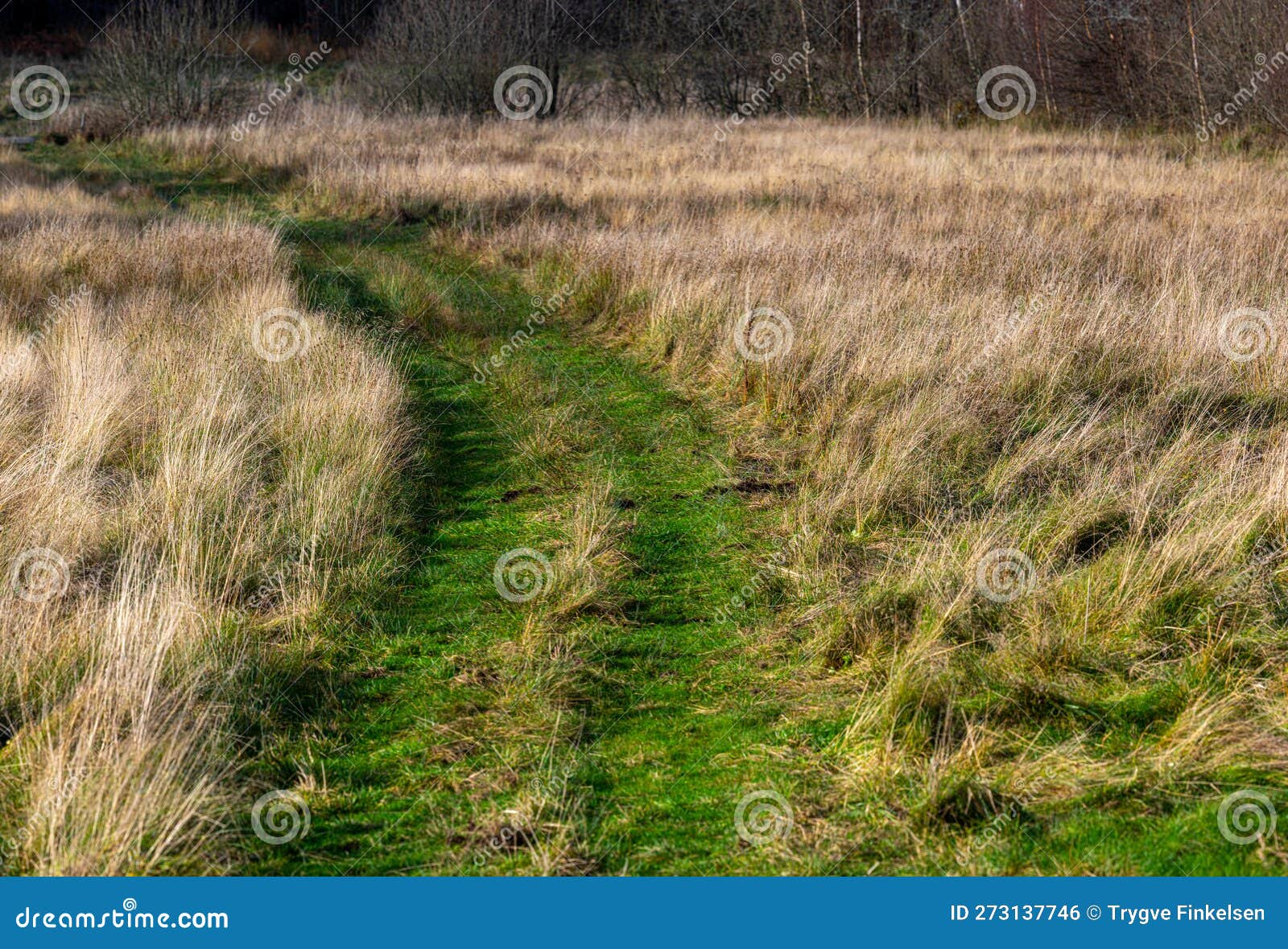 Grassy Road through a Field.. Stock Photo - Image of outdoor, rural ...