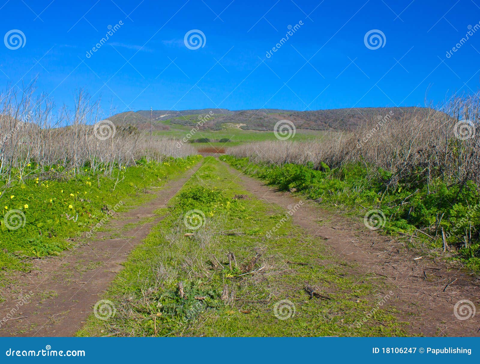 Grassy-Road-to-Mountain stock image. Image of yellow - 18106247