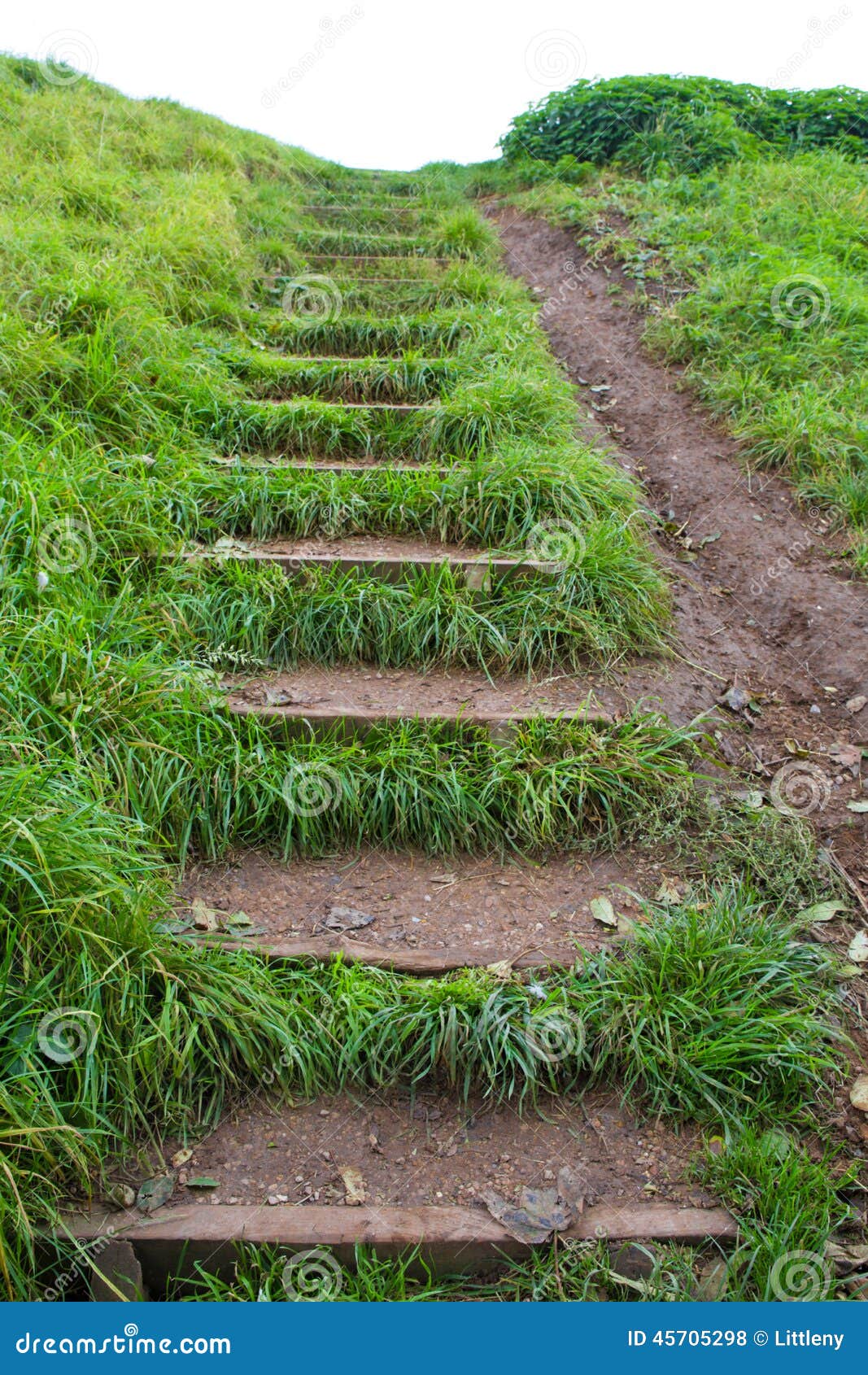 Grassy Steps stock photo. Image of walkway, stairs, steps - 45705298