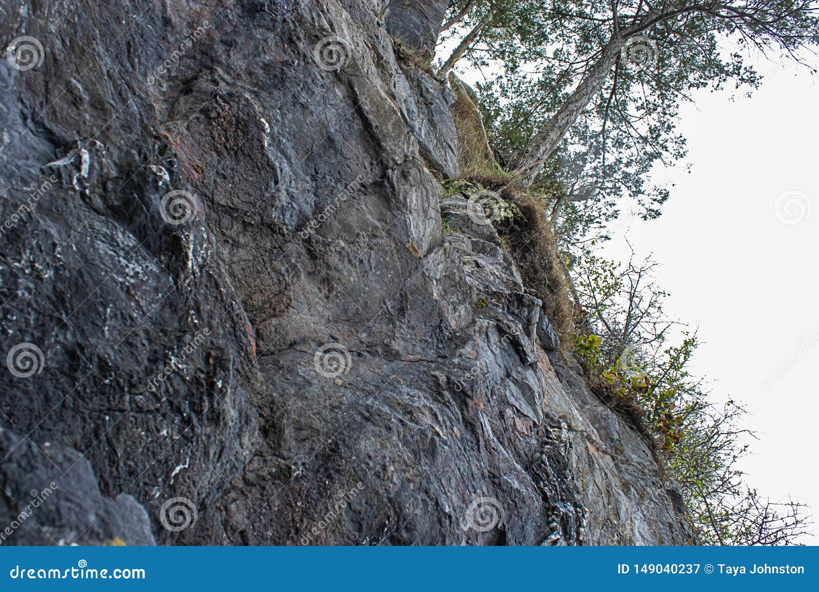 Grassy Stone Cliffs Over the Ocean with Tall Pine Trees on it Stock ...