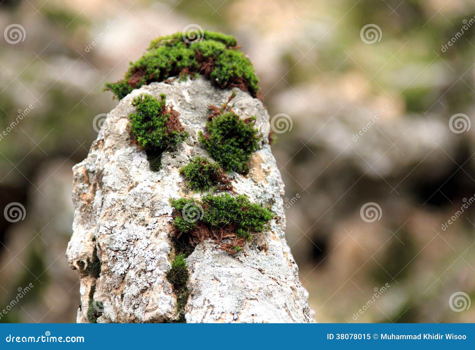 Grassy stone stock image. Image of natural, ground, vertical - 38078015
