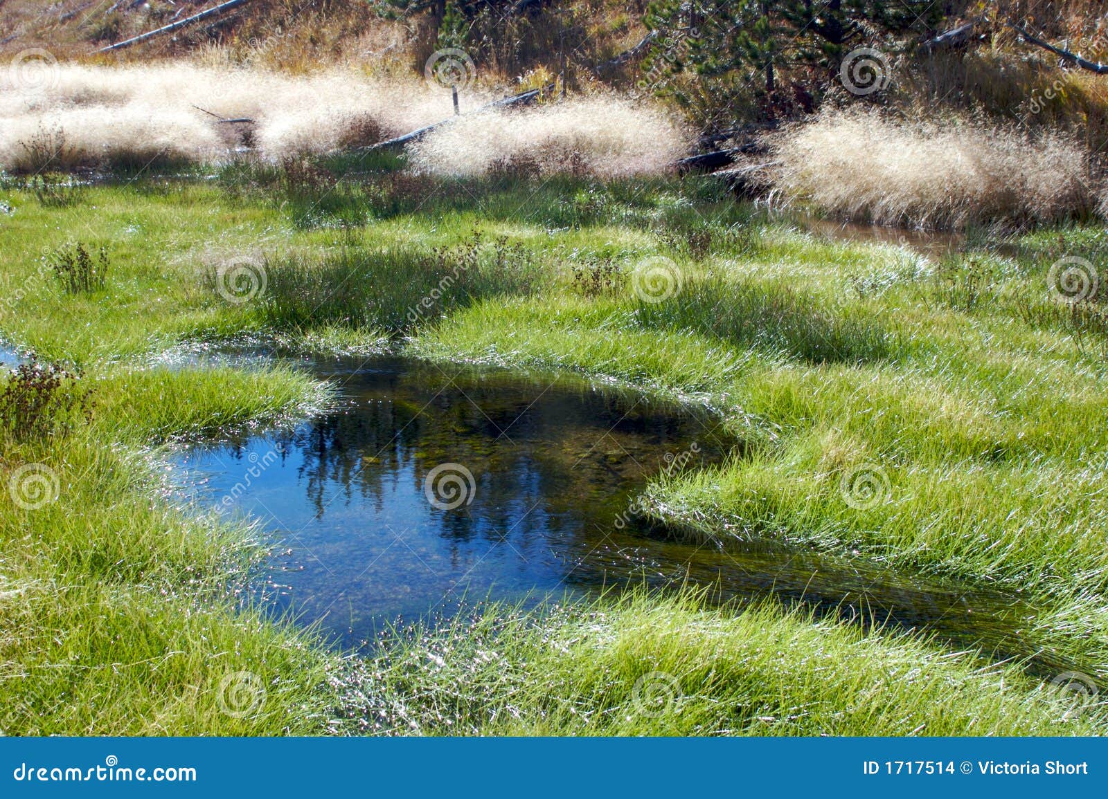 Grassy stream stock photo. Image of flowing, marshy, brooks - 1717514