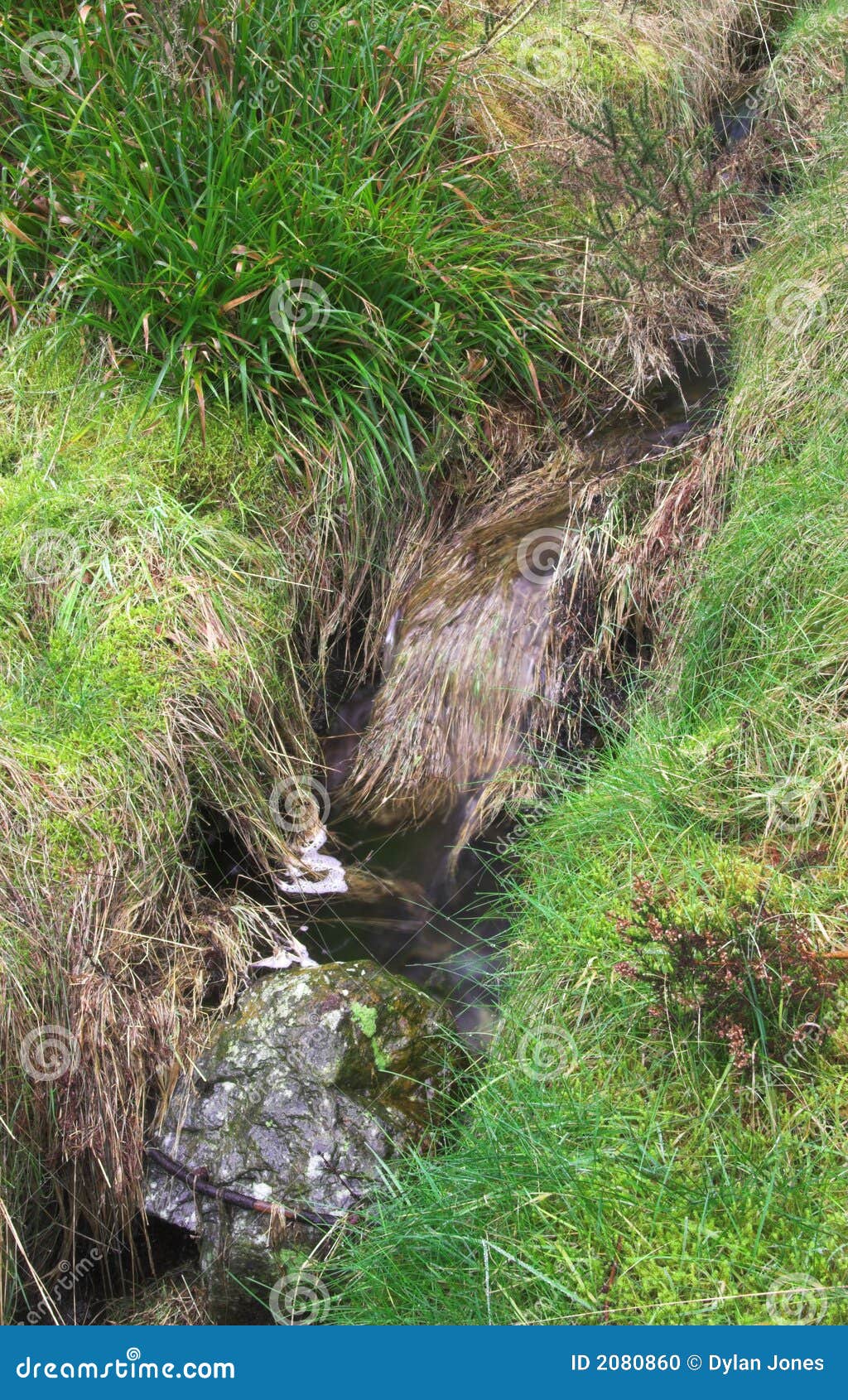 Grassy stream stock photo. Image of flowing, blades, rainwater - 2080860