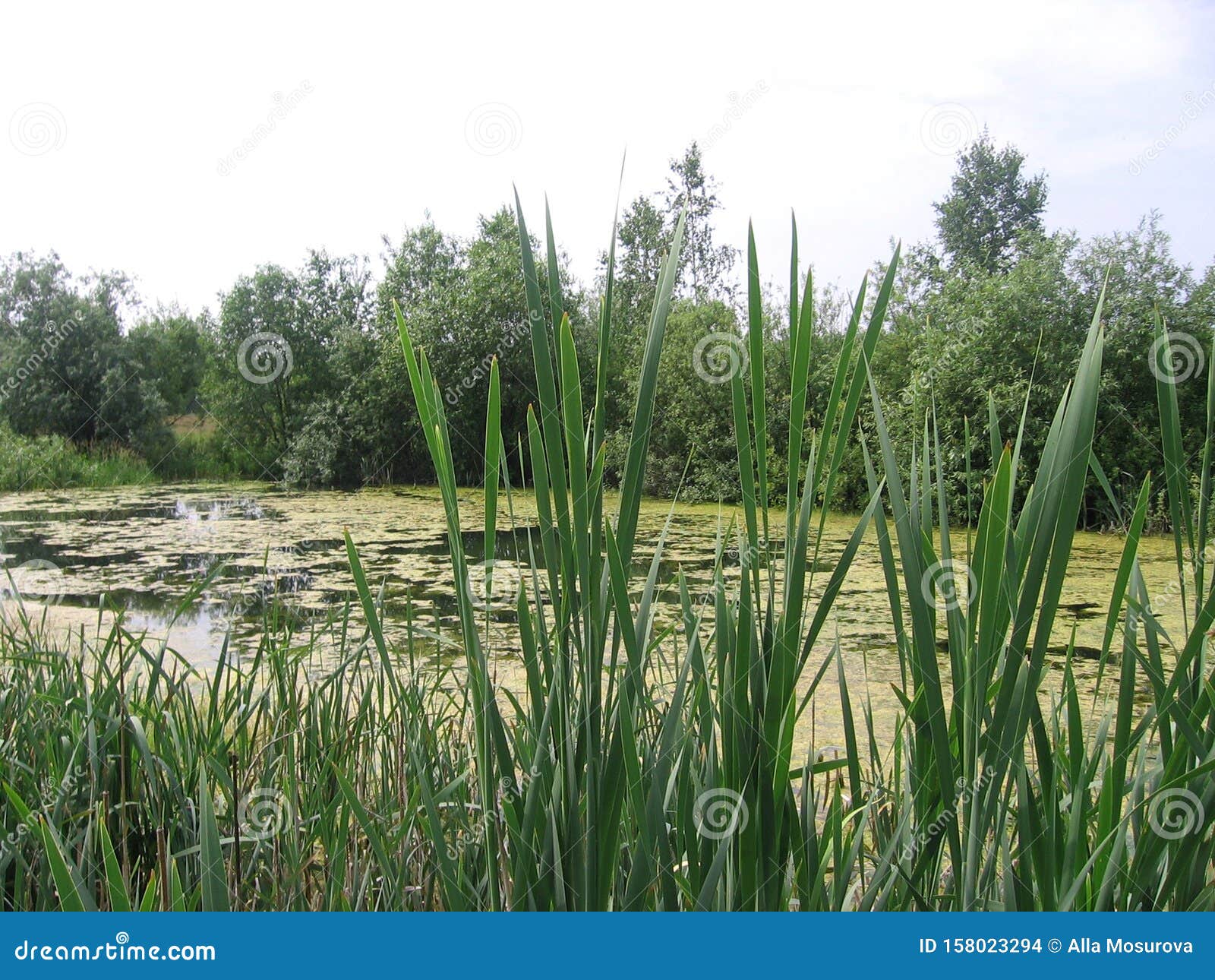 A Grassy Swamp in the Siberian Taiga with Reeds Covered with Algae ...