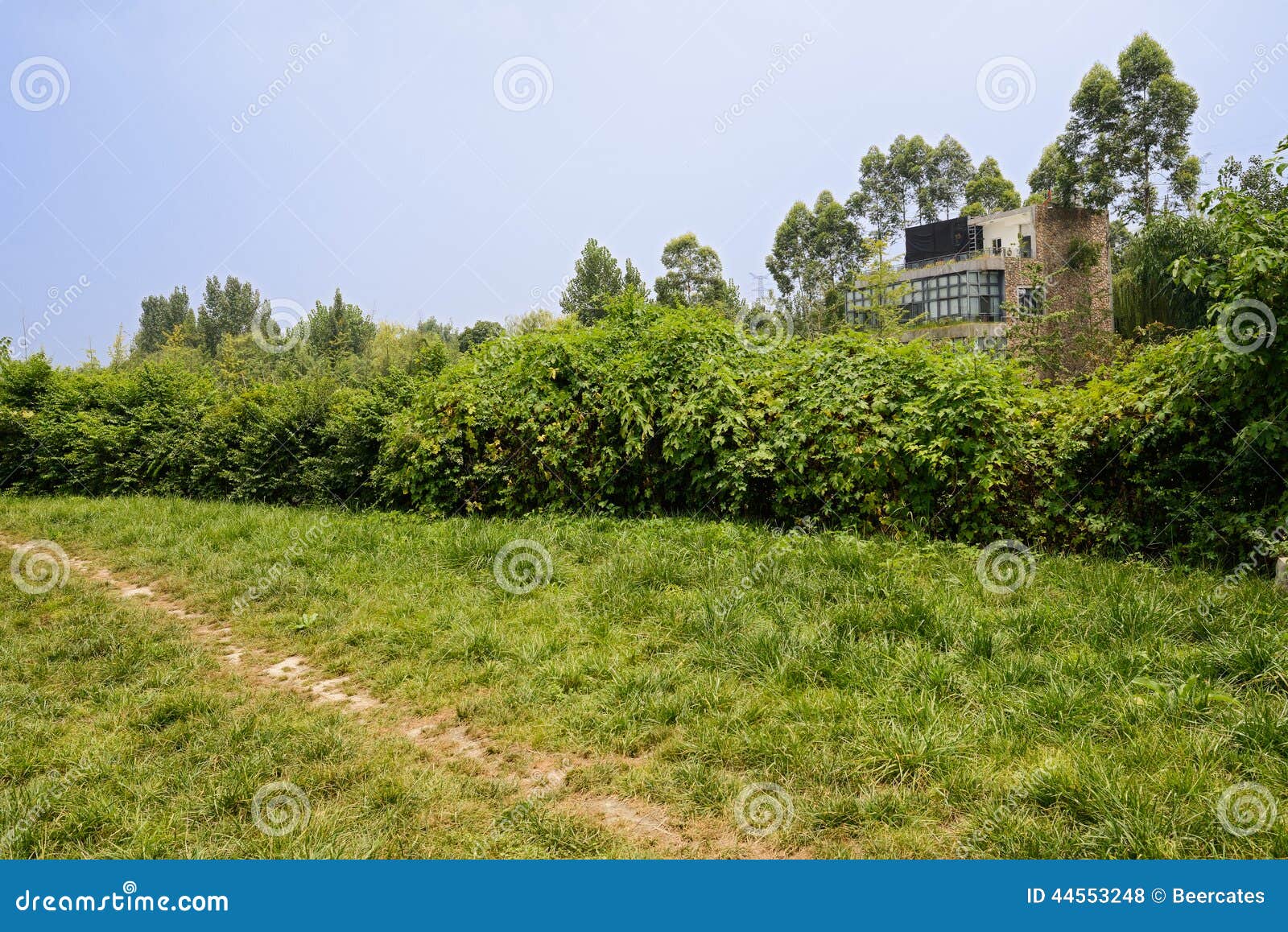 Grassy Trail Along Shrubs of Countryside in Sunny Summer Stock Photo ...