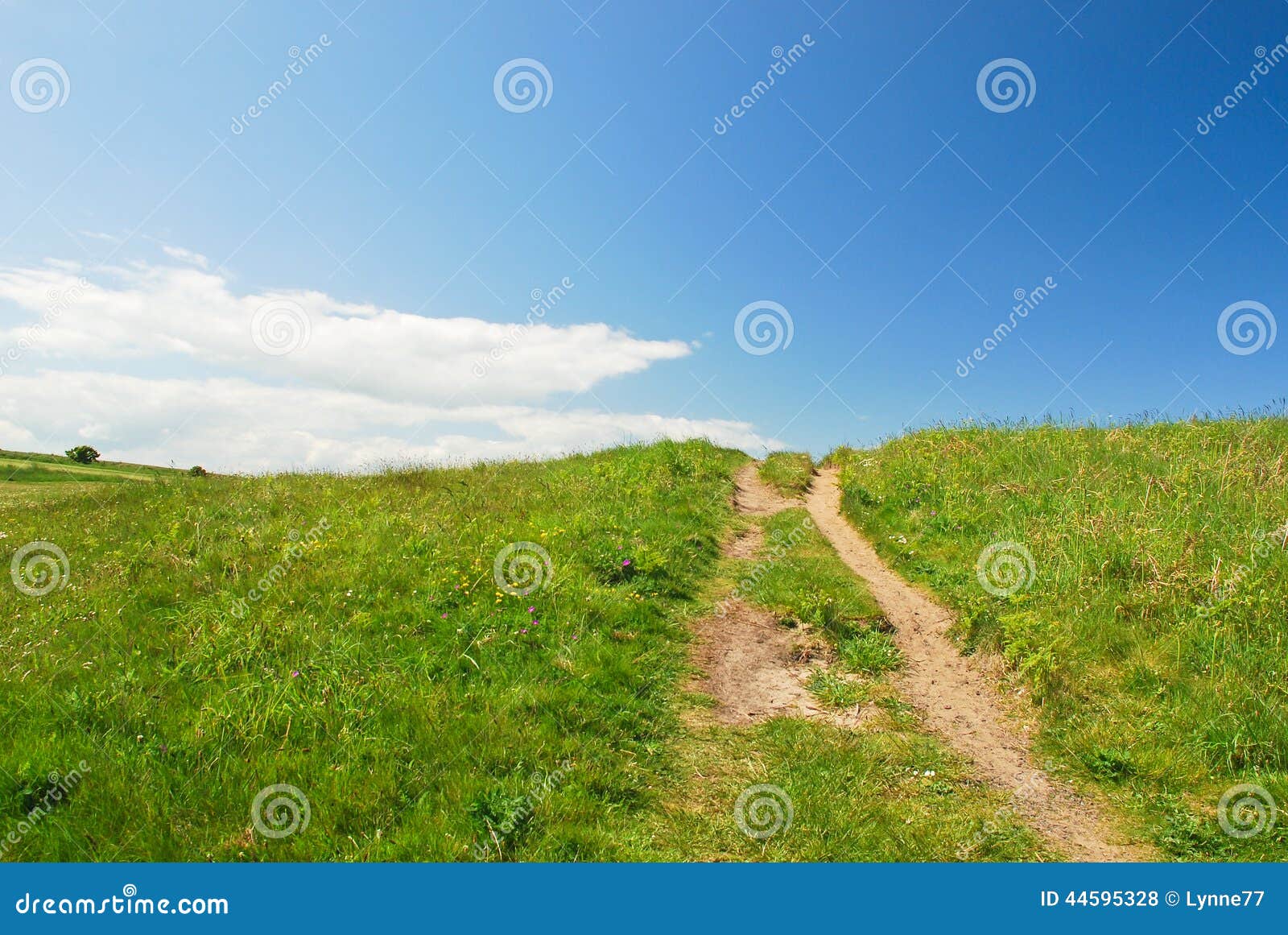 Grassy walkway stock photo. Image of road, landscape - 44595328