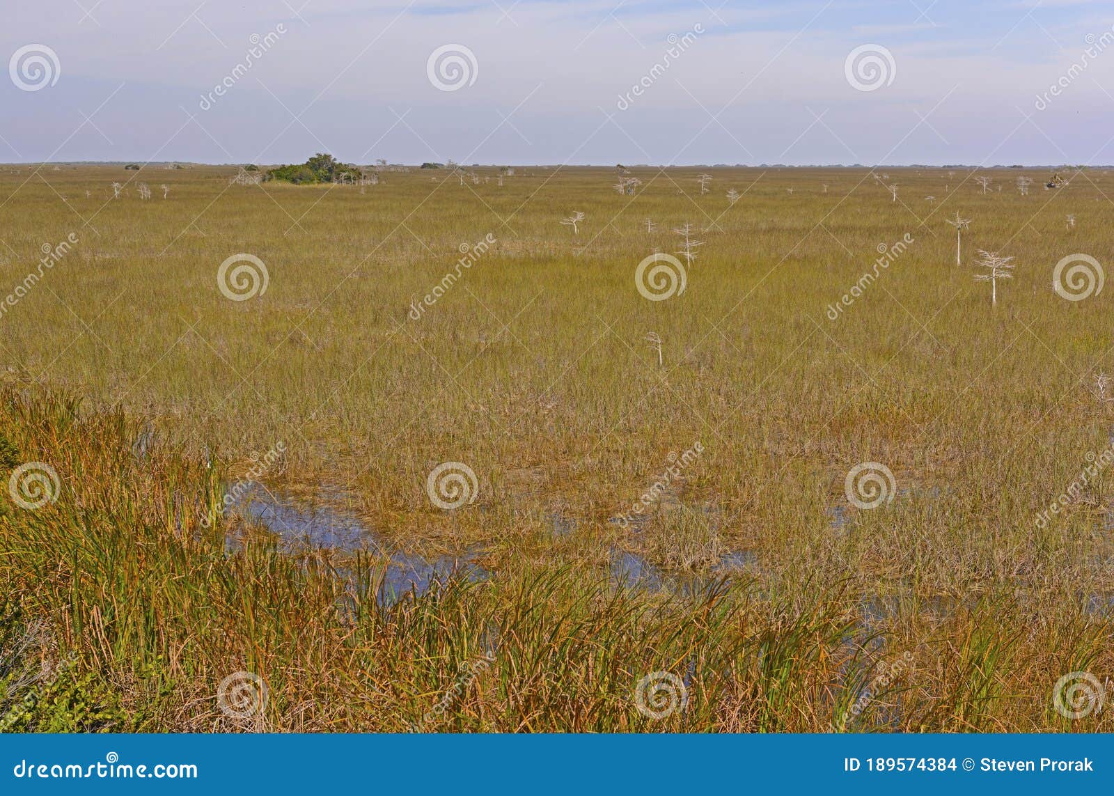 Grassy Wetland in the Everglades Stock Photo - Image of florida ...