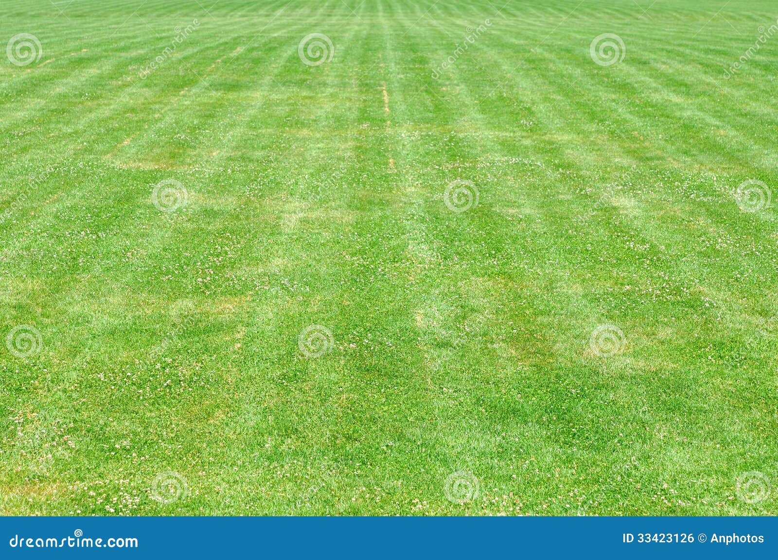 Grassy yard stock photo. Image of emerald, growth, lush - 33423126
