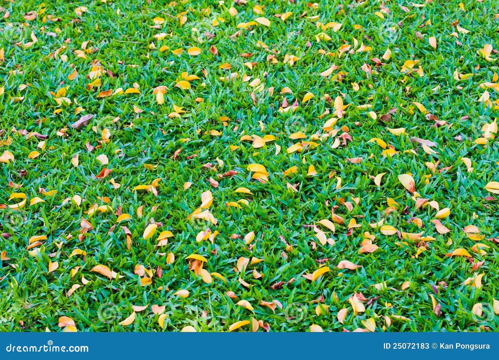 Grasveld stock afbeelding. Image of snaar, behang, muur - 25072183